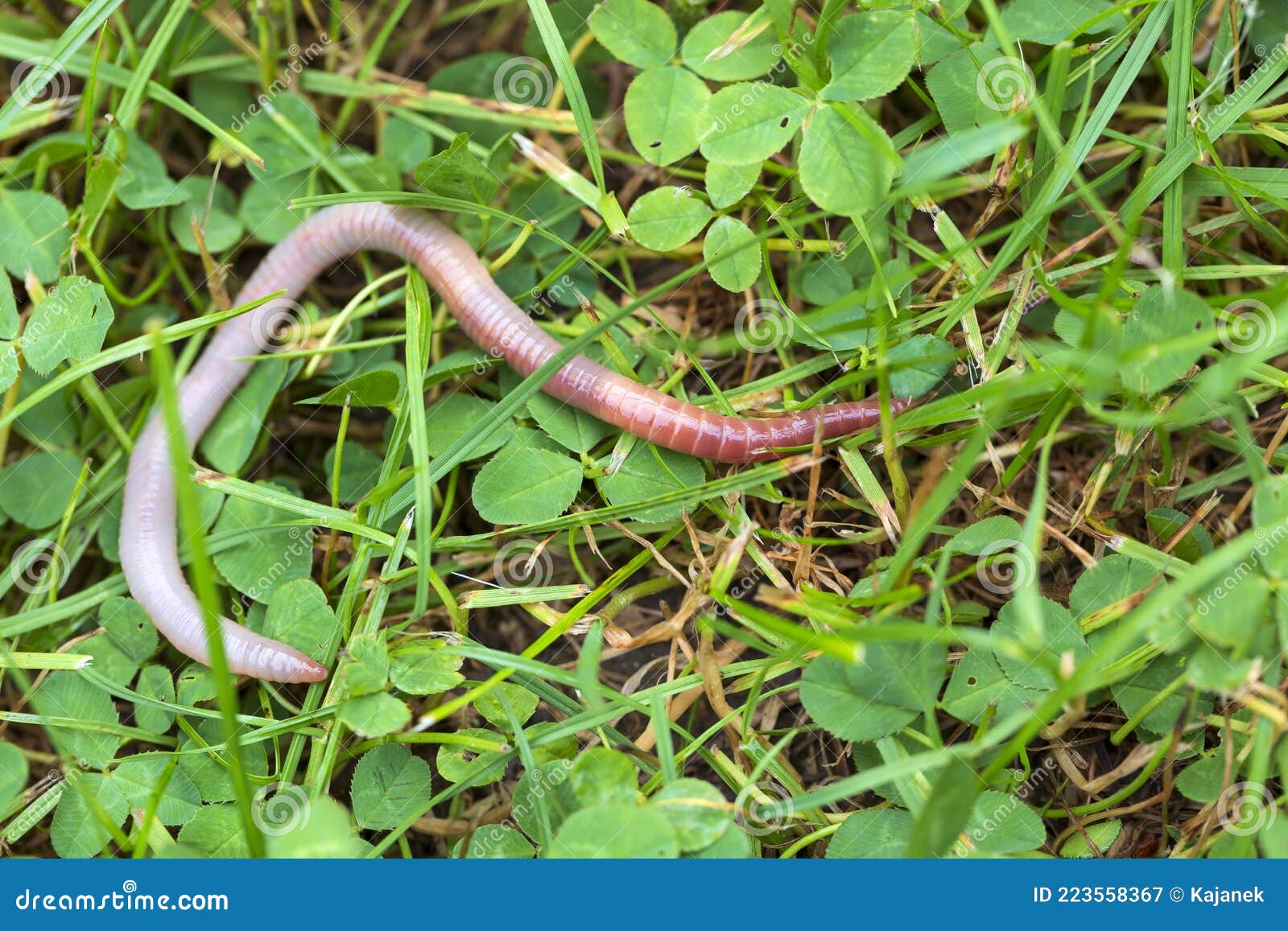 Useful Earthworm in the Nature Stock Image - Image of aeration, grass ...