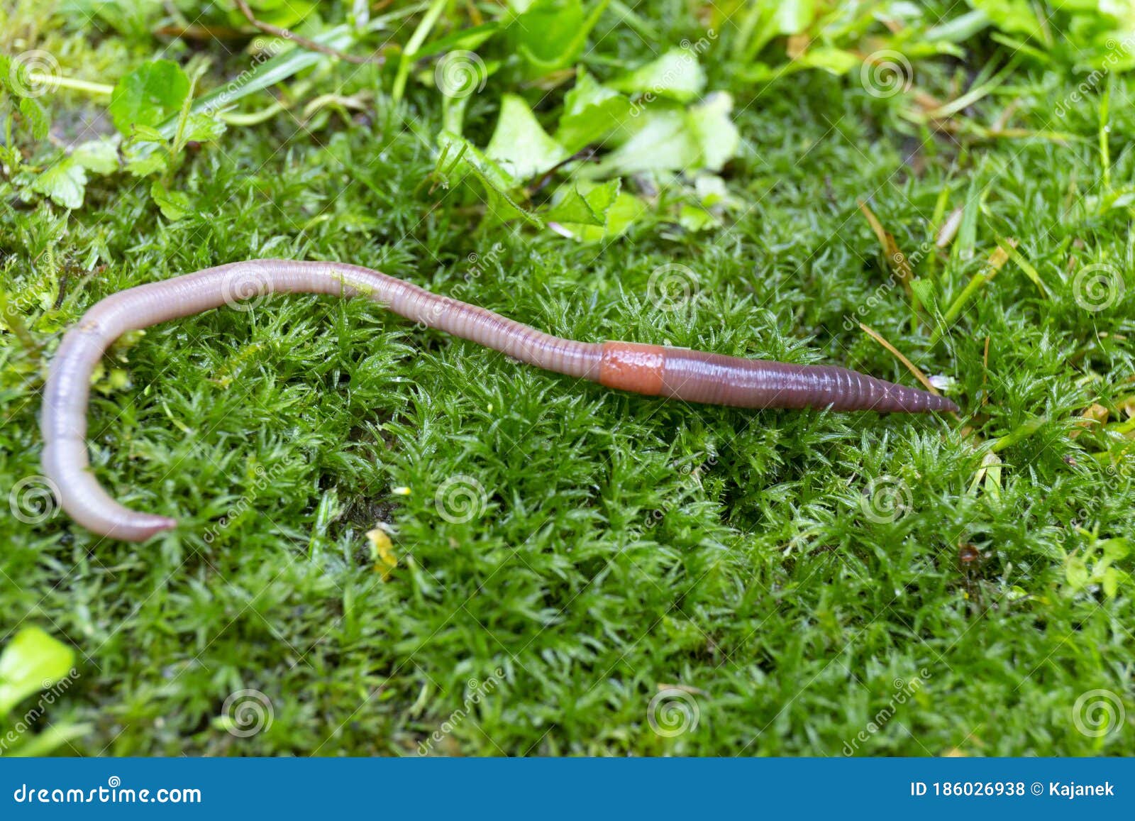 Useful Earthworm in the Nature Stock Photo - Image of underground ...