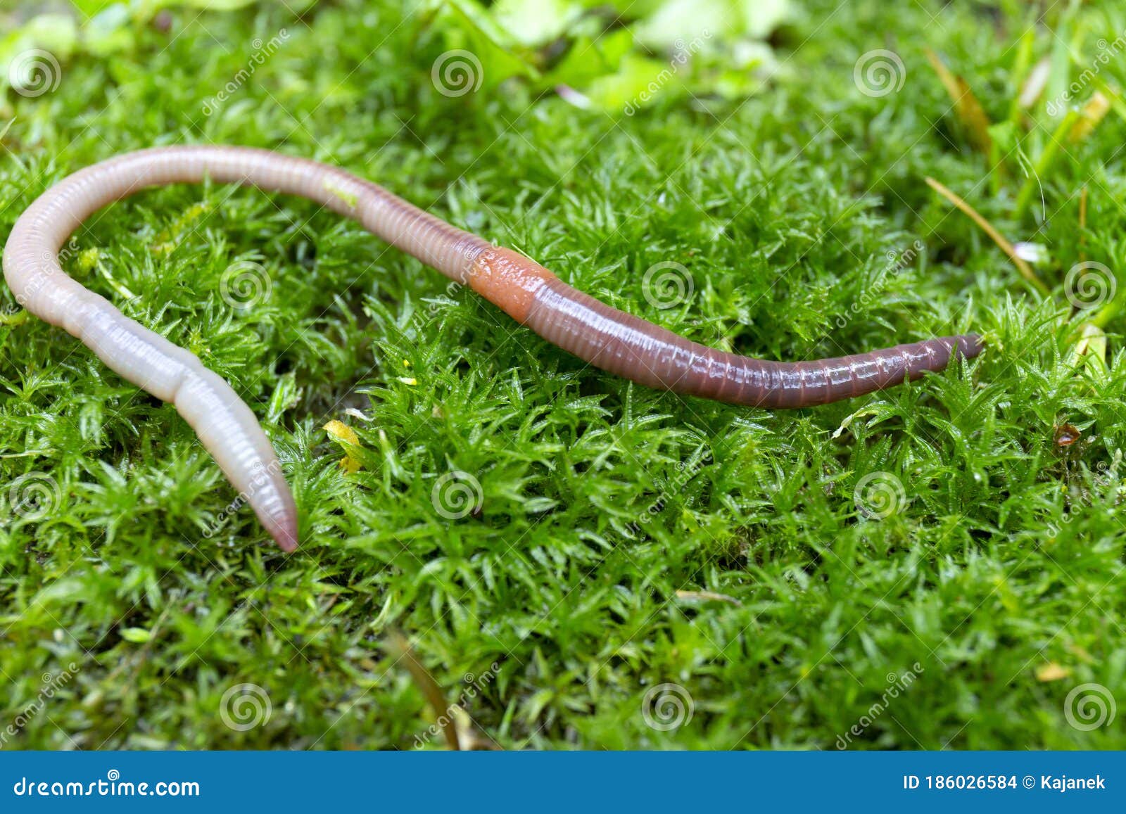 Useful Earthworm in the Nature Stock Photo - Image of underground ...