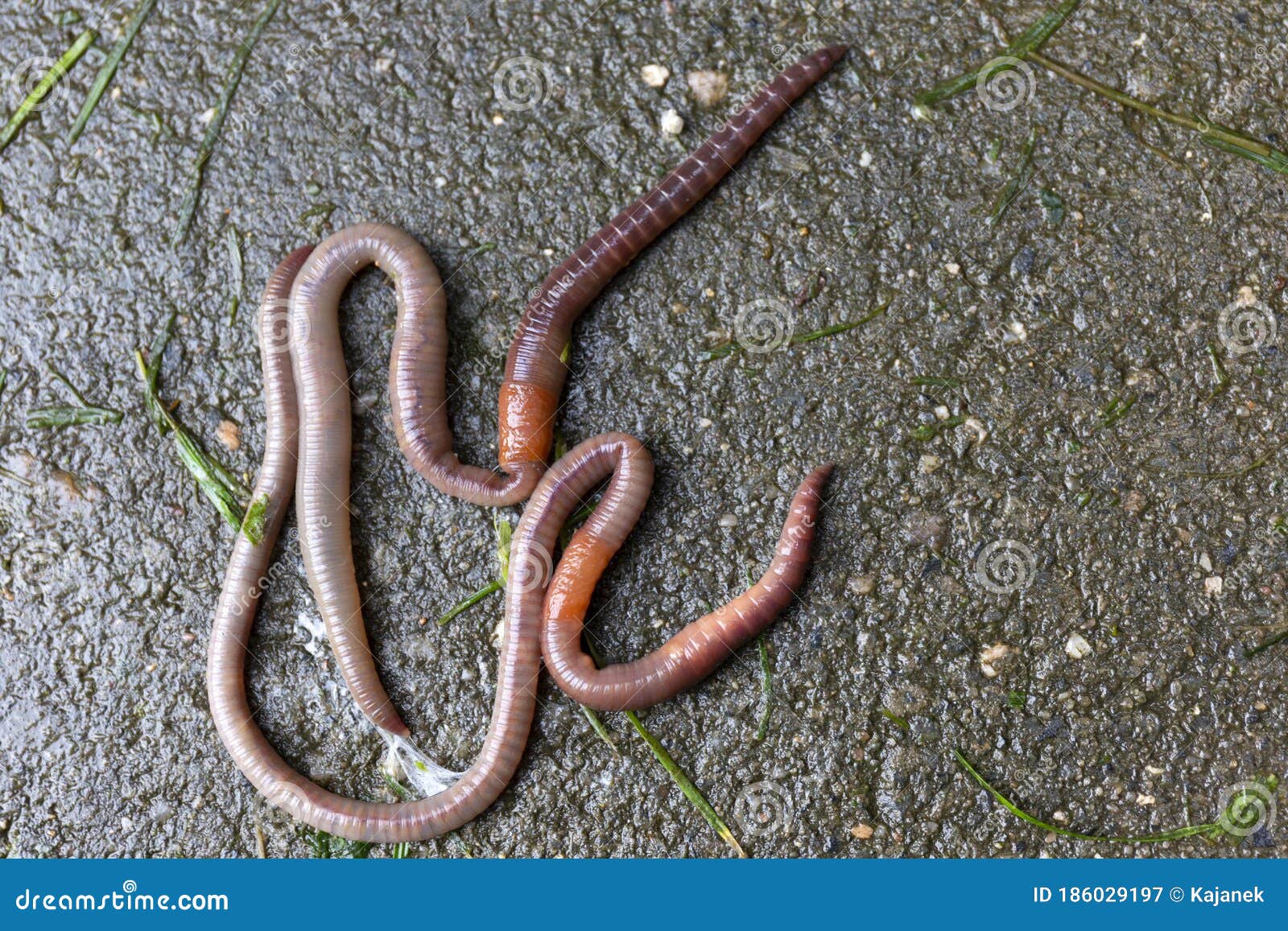Useful Earthworm in the Nature Stock Image - Image of country, grass ...
