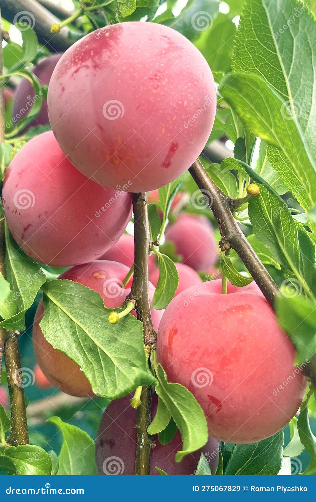 Useful Fruit on the Tree. Fruit Green Tree Stock Image - Image of tree ...