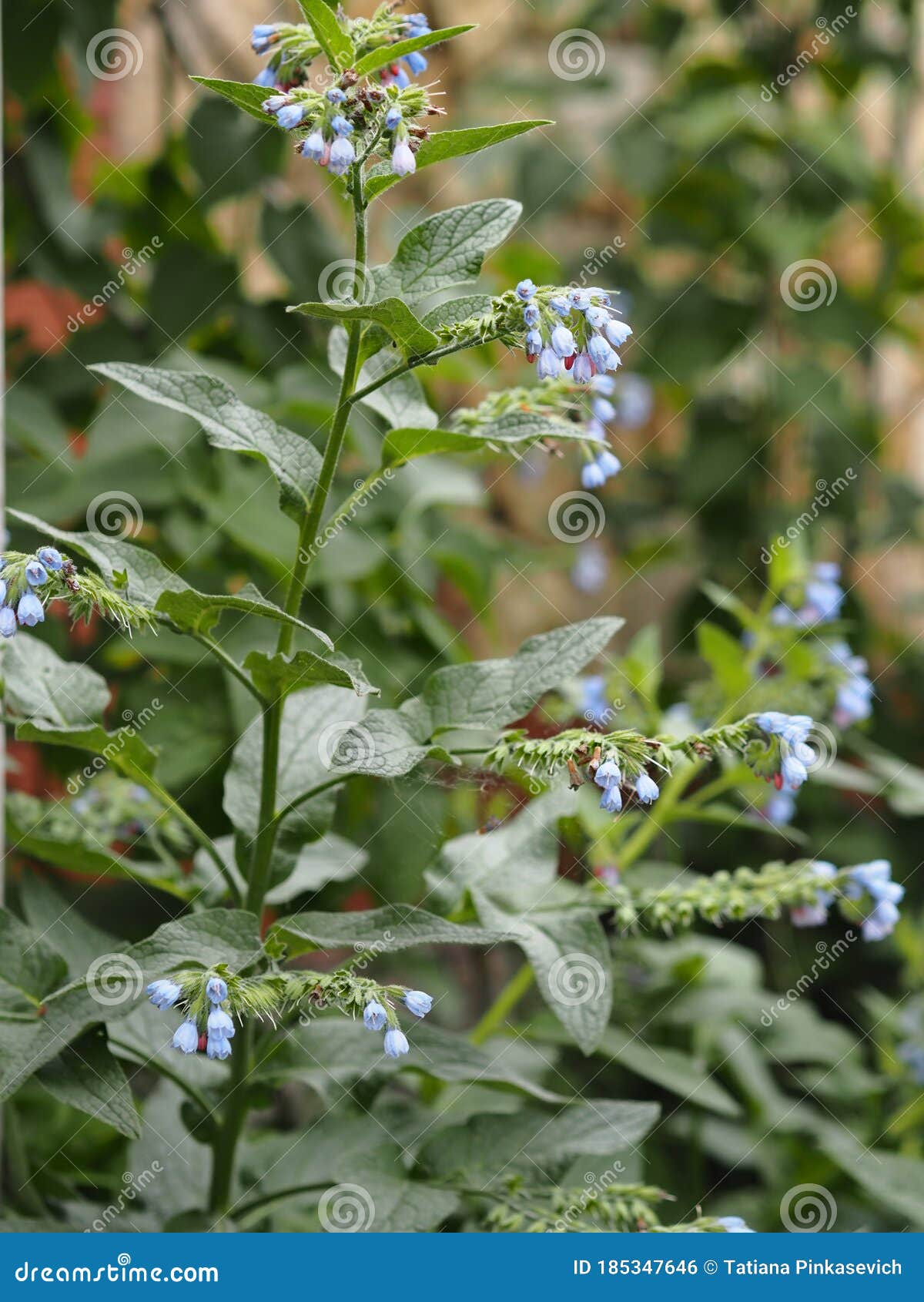 Useful Herbs.Medicinal Plant Comfrey with Small Blue Flowers Grows in ...