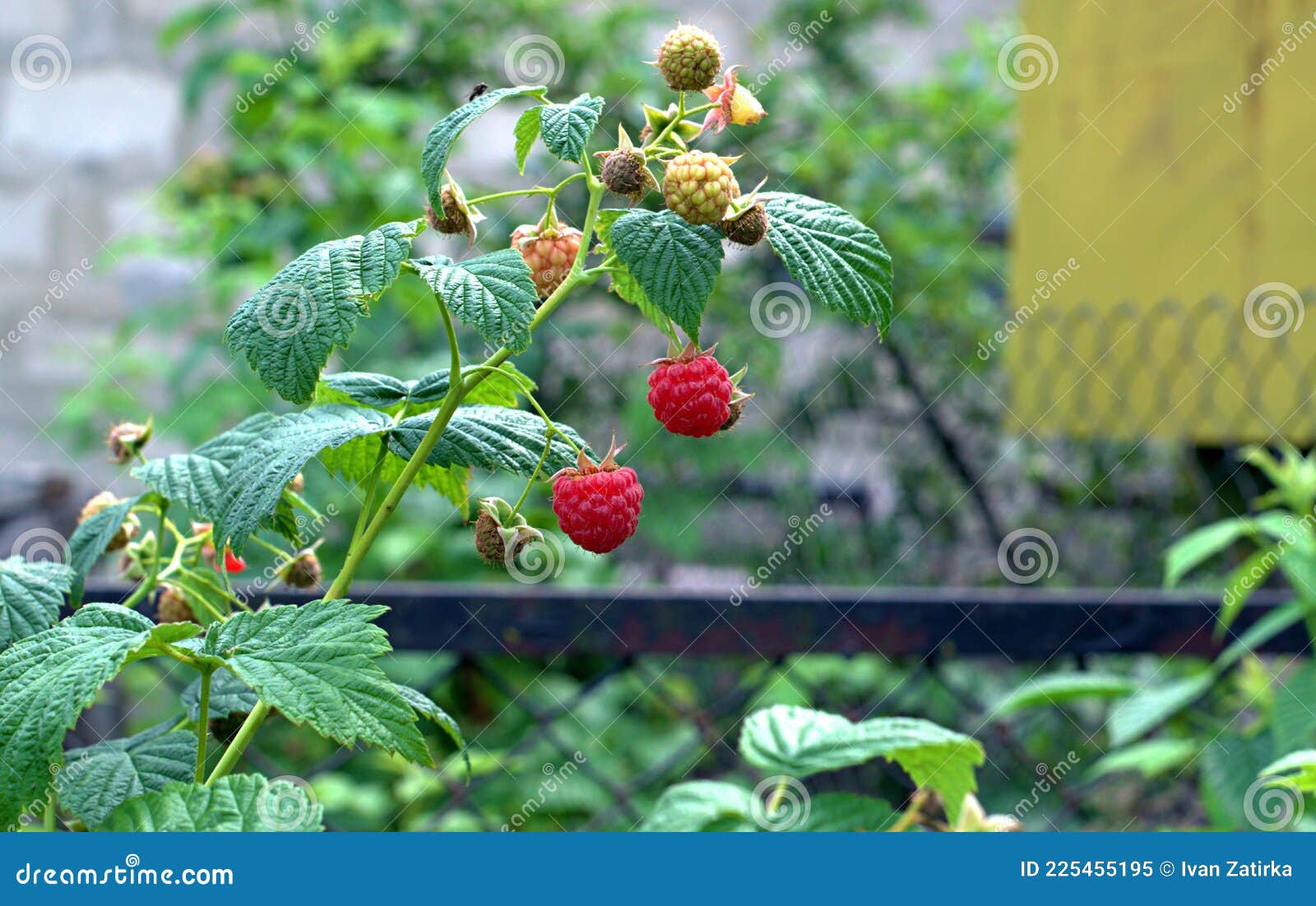 A Useful Tasty Raspberry Grows in the Garden Stock Image - Image of ...
