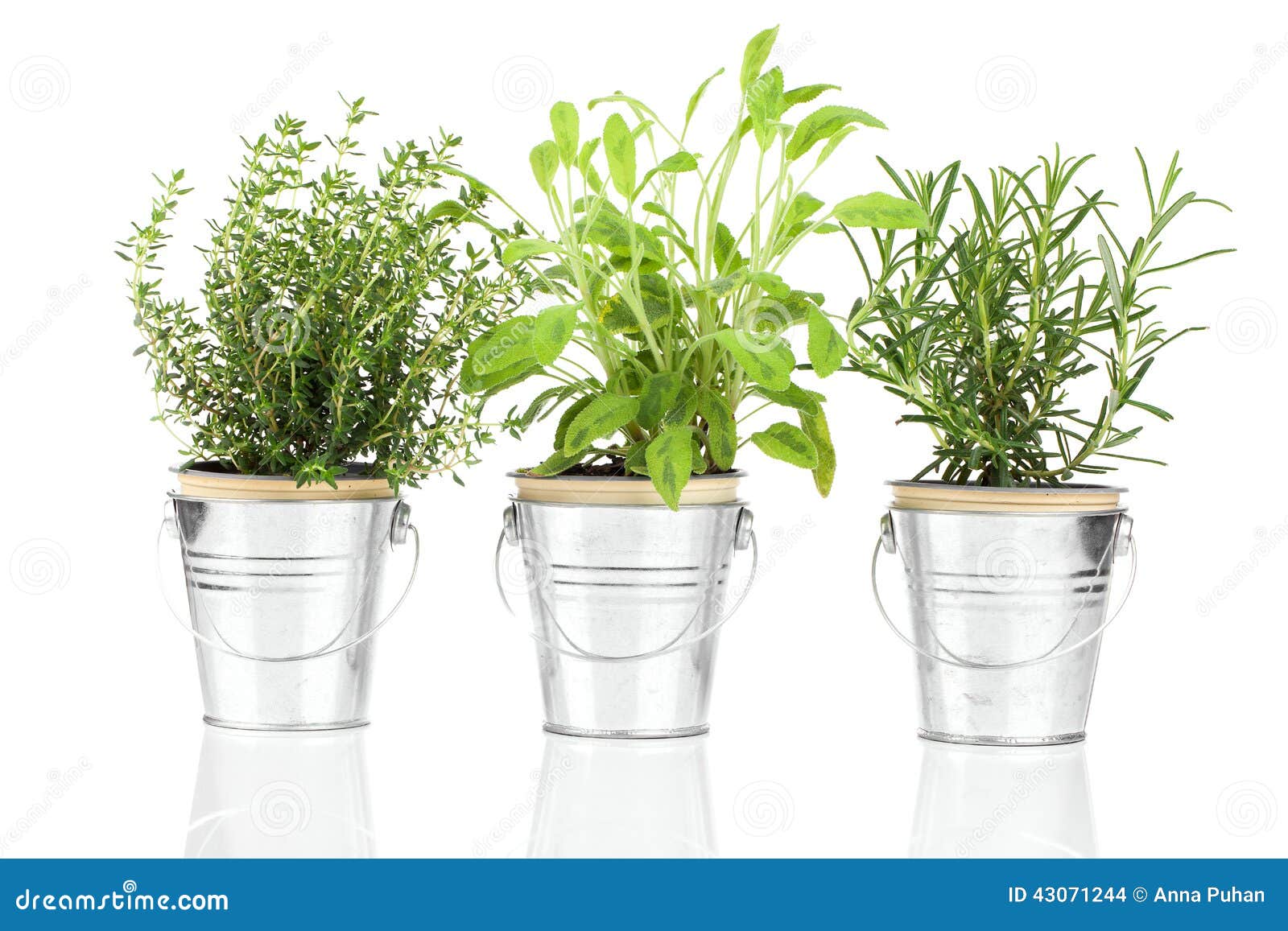 Usine D'herbe De Sauge, De Thym Et De Romarin Photo stock - Image du ...