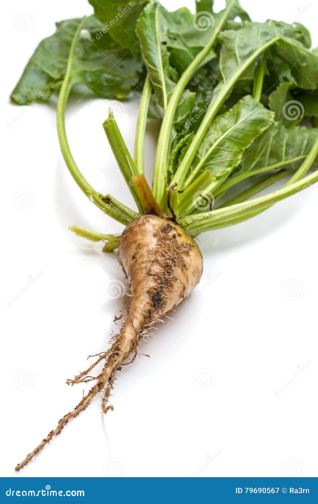 Usine De Betterave à Sucre Sur Un Blanc Image stock - Image du nature ...