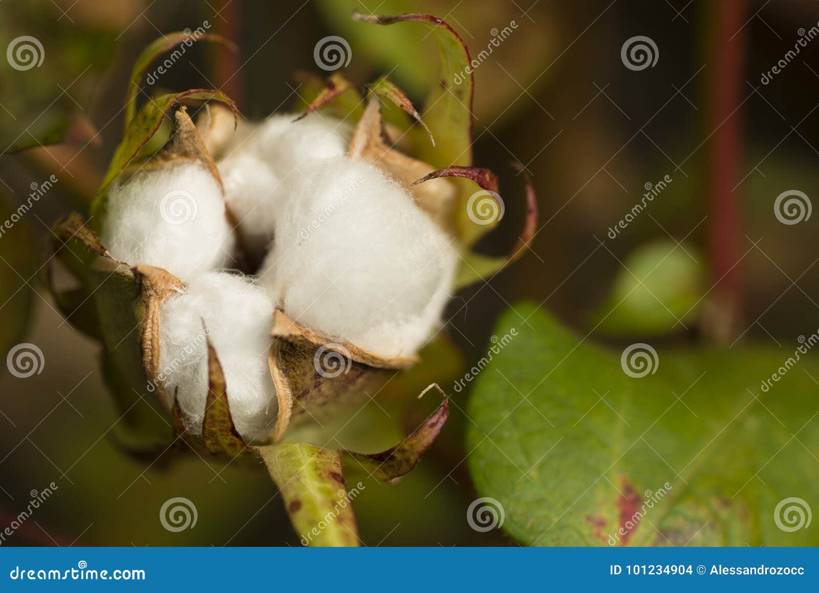 Usine De Coton Avec La Capsule De Graine Ouverte Photo stock - Image du ...