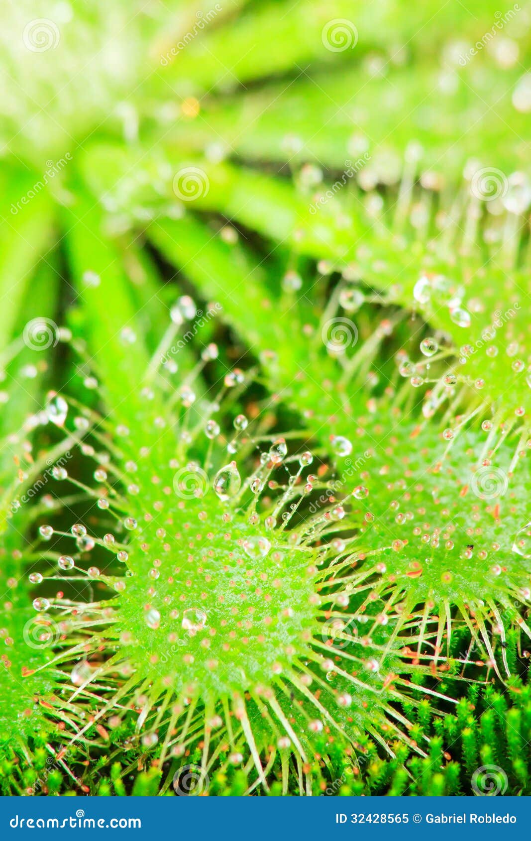 Usine de Drosera image stock. Image du dangereux, sélecteur - 32428565