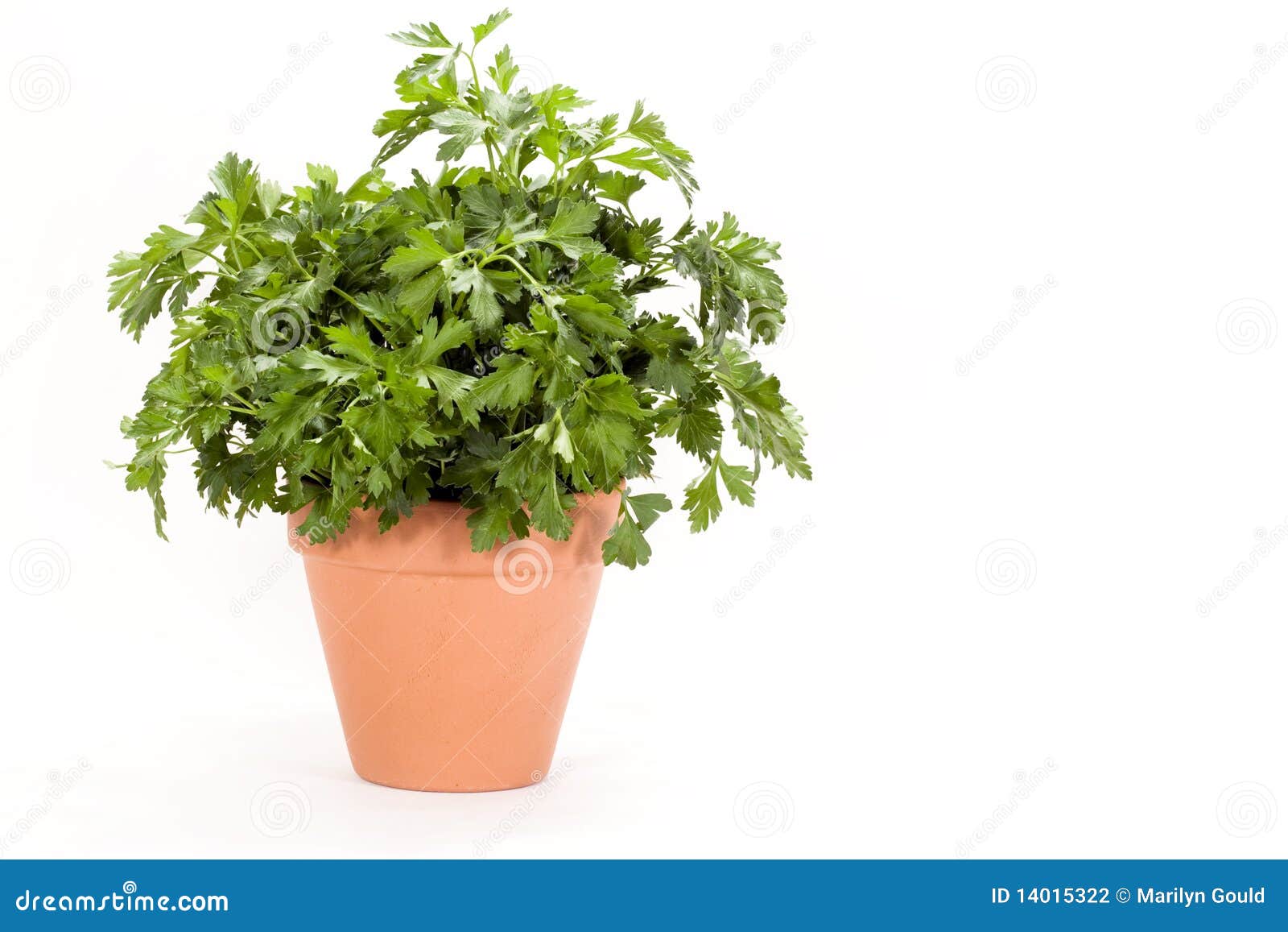 Usine De Persil - Lame Plate Italienne Photo stock - Image du potted ...