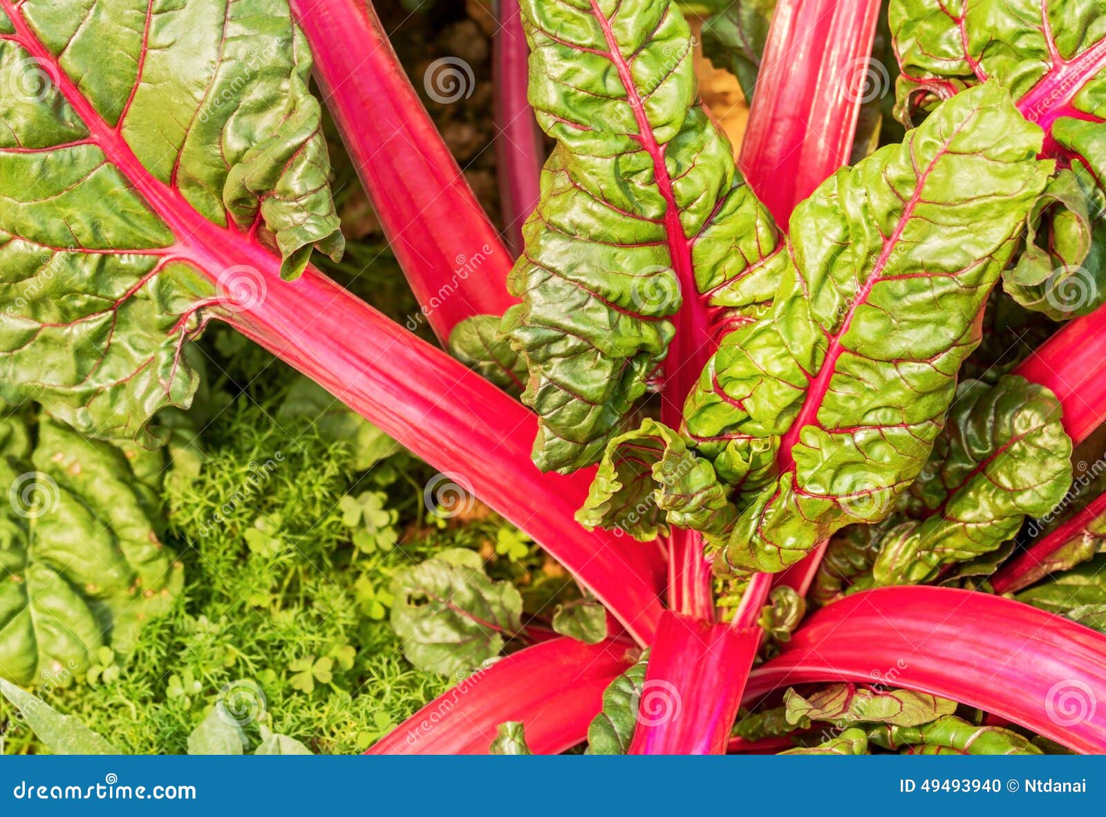 Usine de rhubarbe rouge photo stock. Image du jardin - 49493940