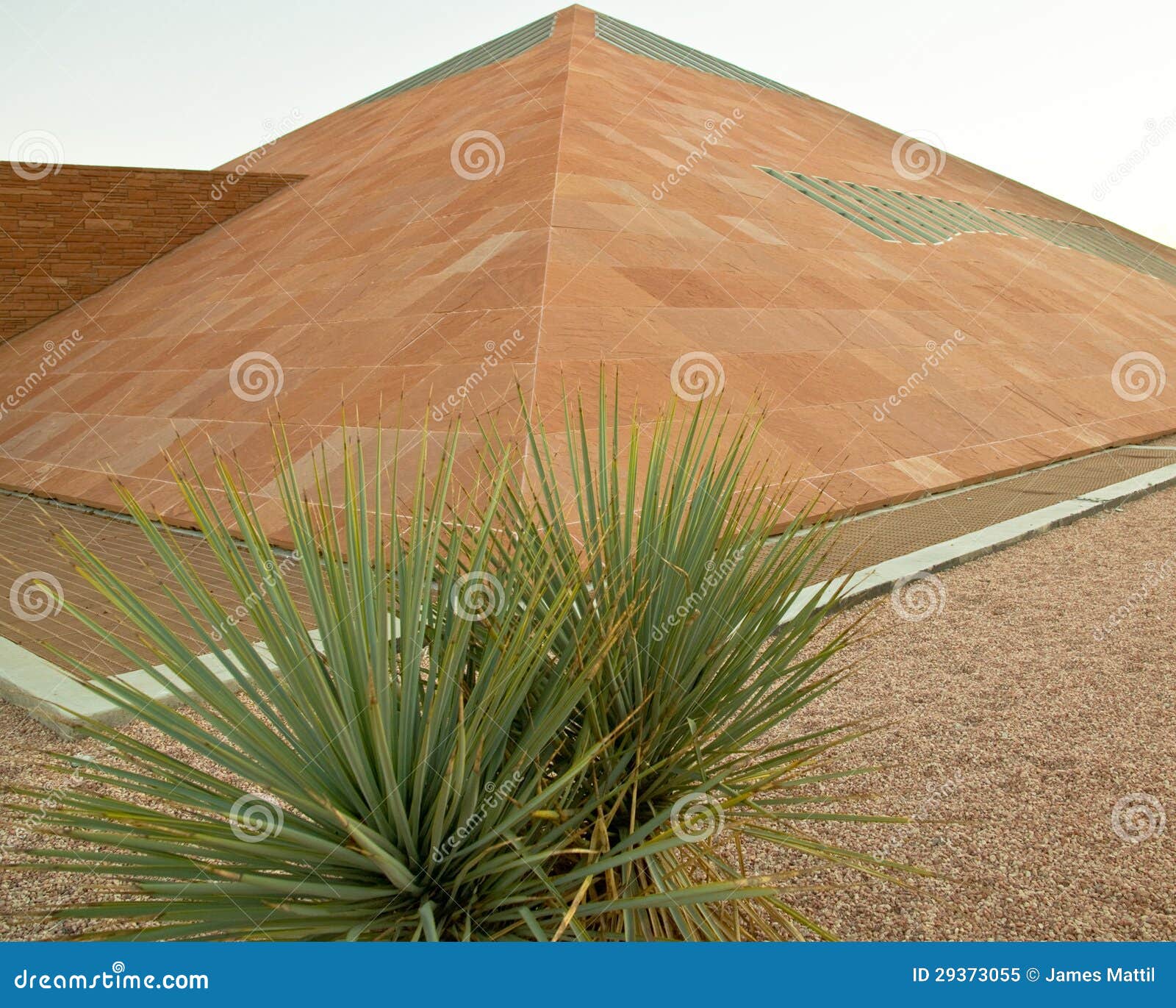 Usine et pyramide de yucca image éditorial. Image du cactus - 29373055