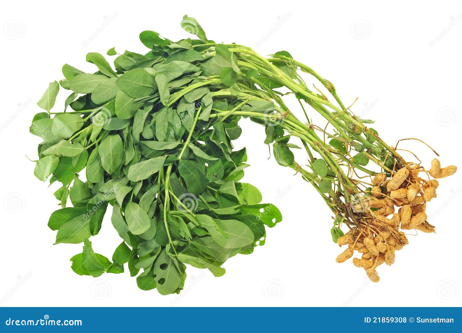 Usines d'arachide photo stock. Image du produit, vert - 21859308