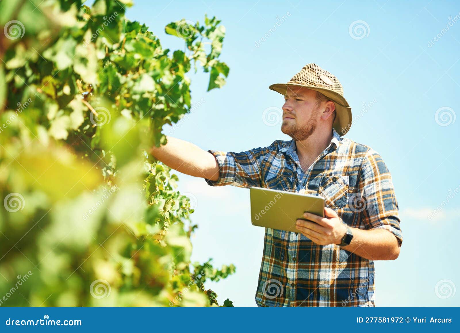 Using the Best Resources To Help Grow His Grape Vines. a Farmer Using a ...