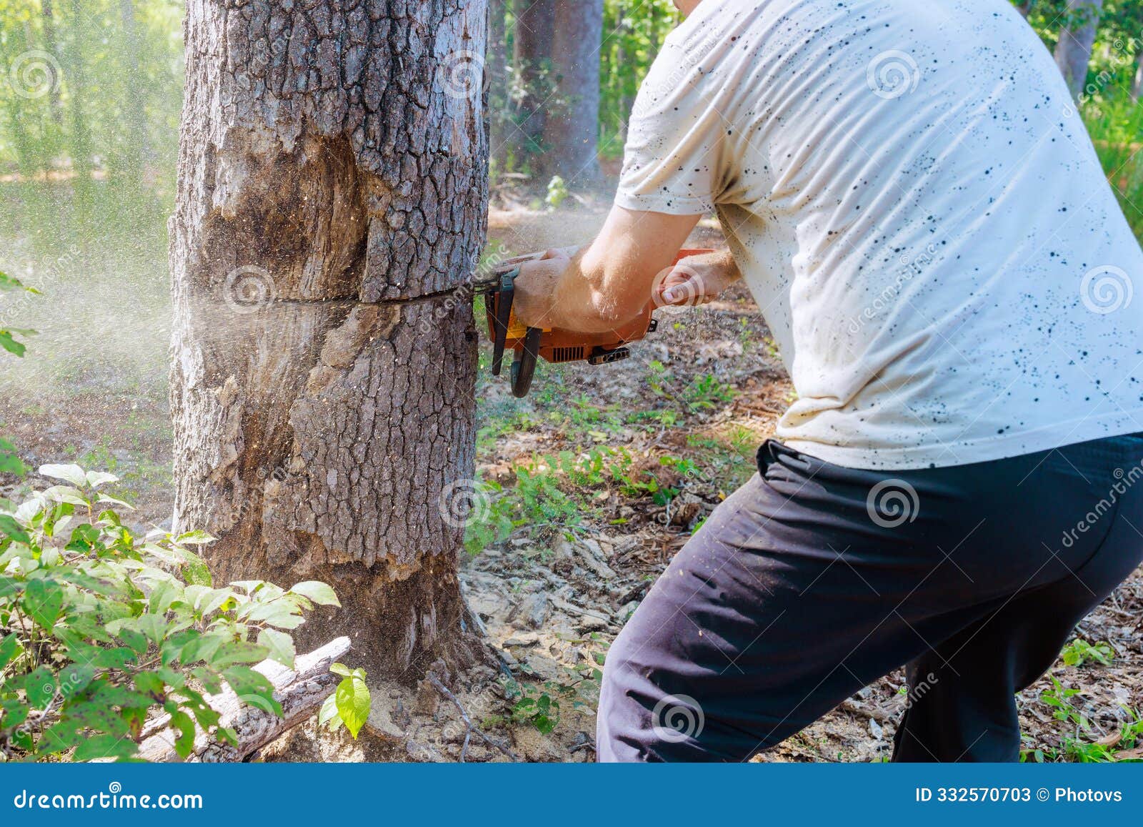 Using Chainsaw, a Forester Saws Wood from Old Damaged Large Trees in ...