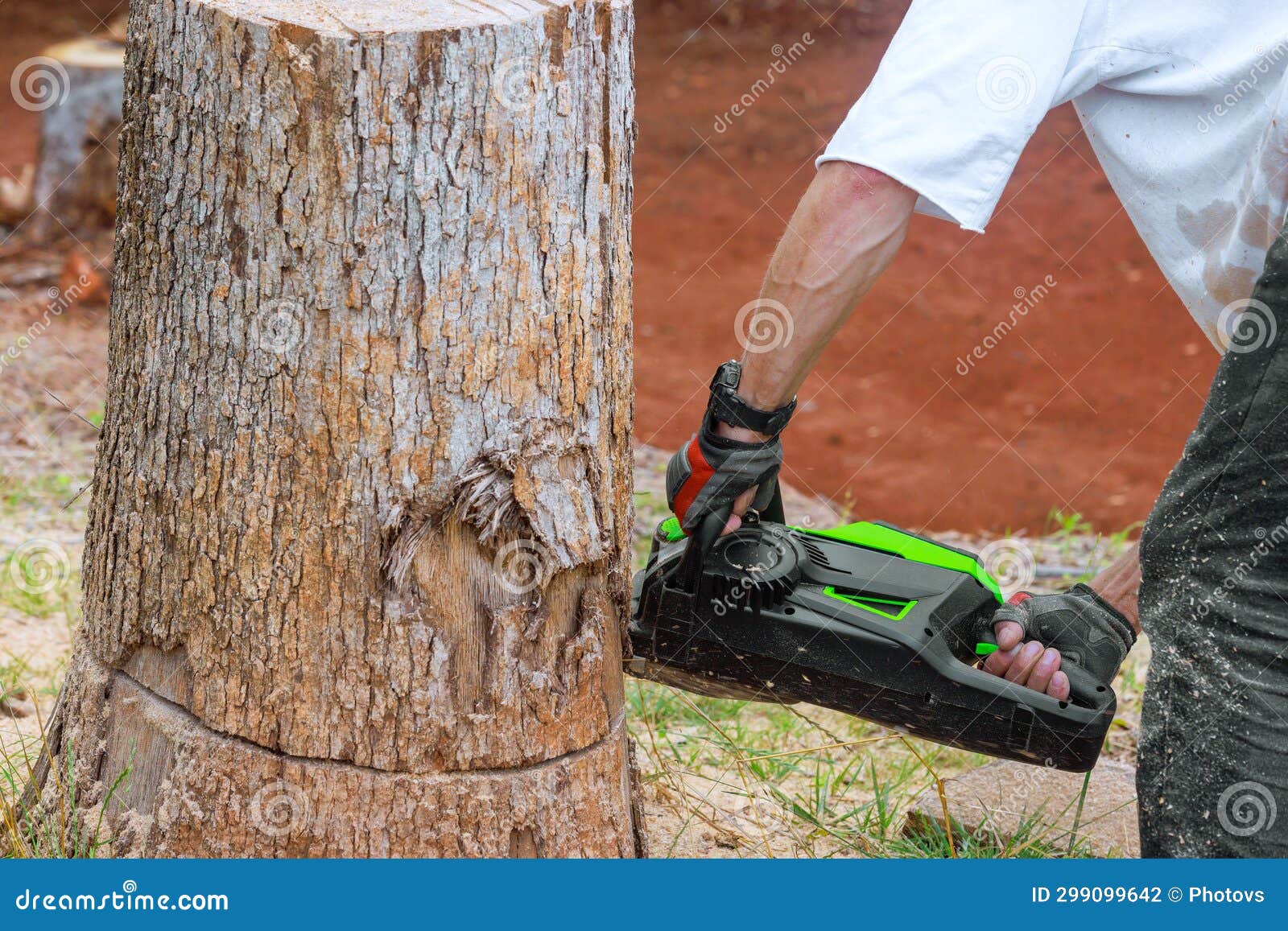 Using a Chainsaw, Professional Lumberjack Cuts Trees in Forest Stock ...