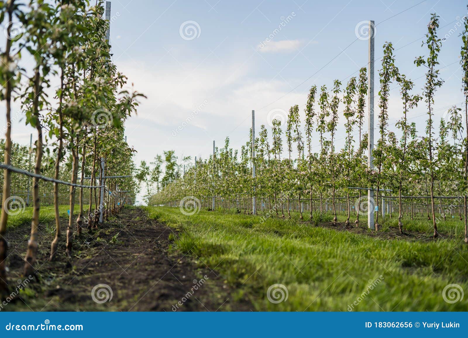 Using Drip Irrigation in a Young Apple Tree Garden Stock Photo - Image ...