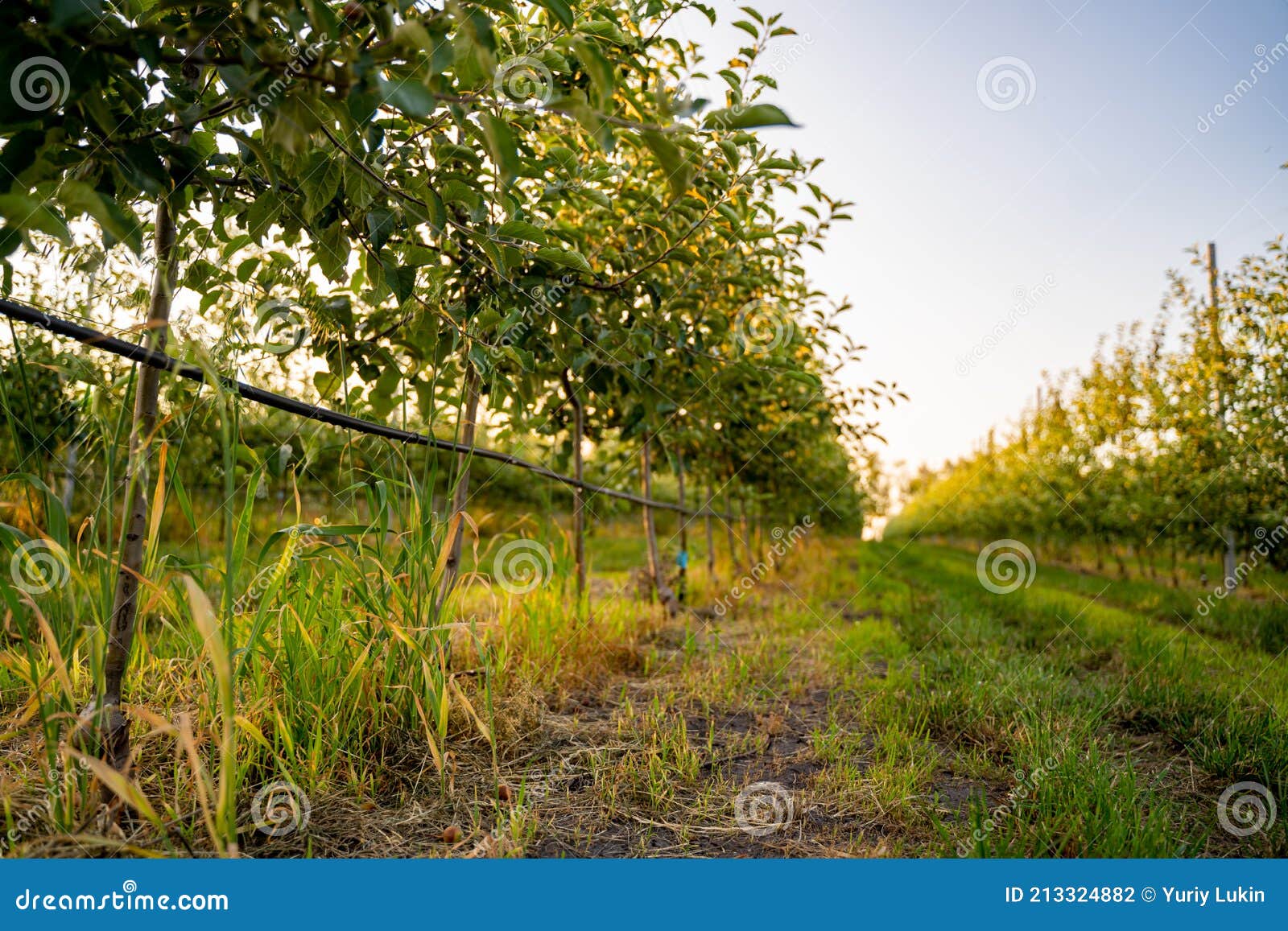 Using Drip Irrigation in a Young Apple Tree Garden Stock Photo - Image ...