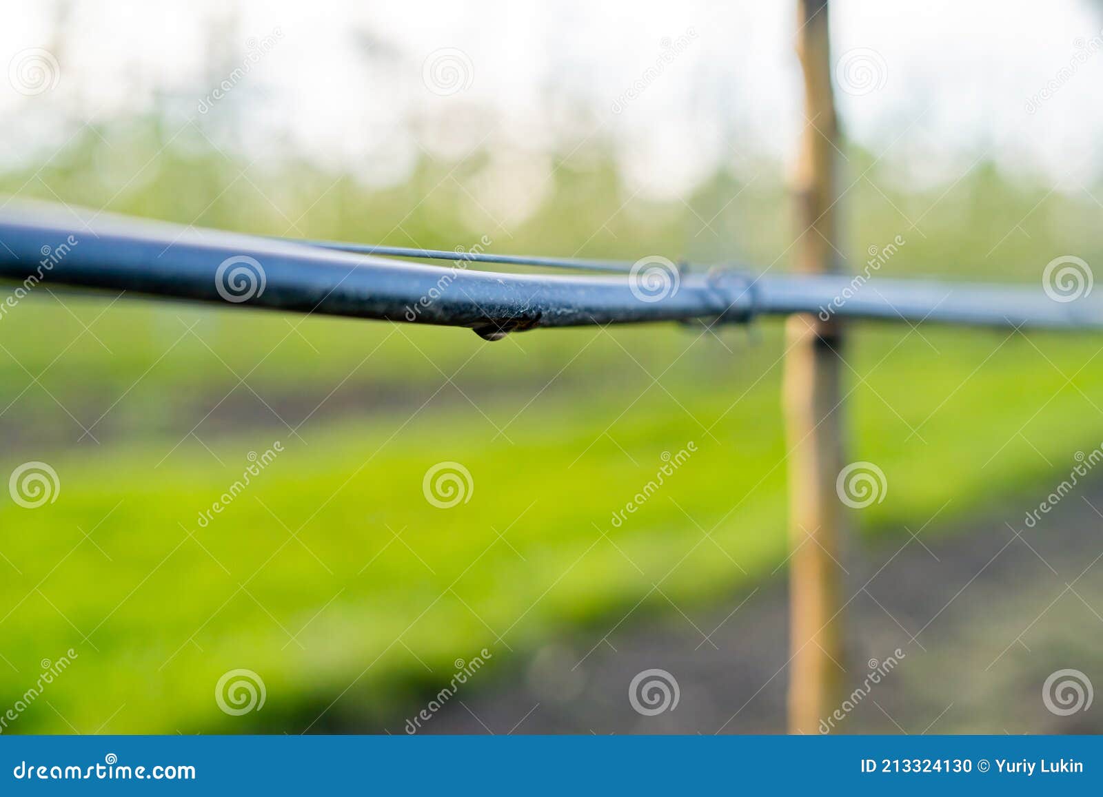 Using Drip Irrigation in a Young Apple Tree Garden Stock Photo - Image ...