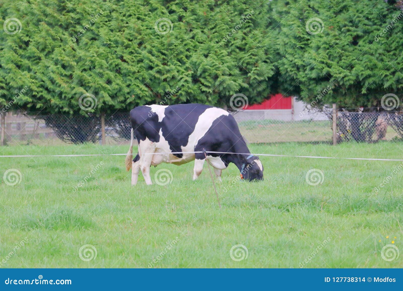 Using Electric Cable for Livestock Stock Photo - Image of electrified ...