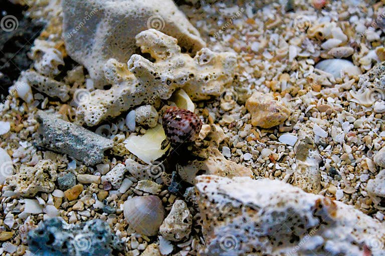 A Tiny Hermit Crab in a Shell on a Rock Stock Image - Image of coast ...