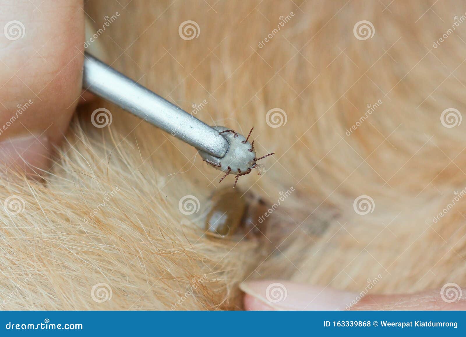 Using Forceps To Remove Ticks Stock Photo - Image of insect, parasitic ...