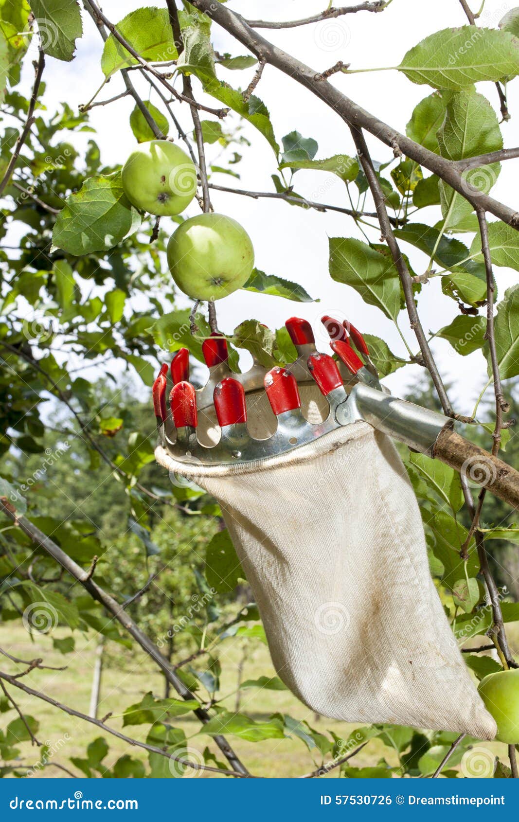 Using Fruit Picking Stick in Apple Orchard, Close Up Stock Photo ...