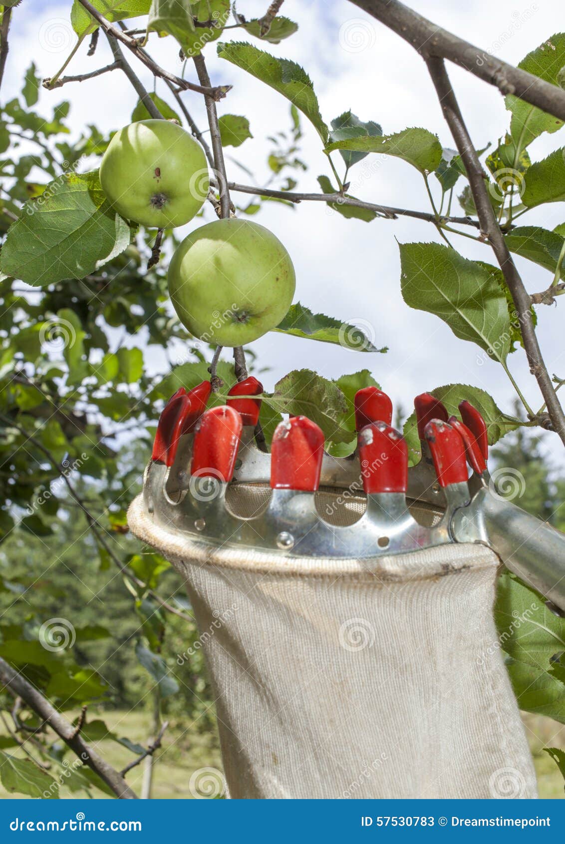 Using Fruit Picking Stick in Apple Orchard, Close Up Stock Image ...