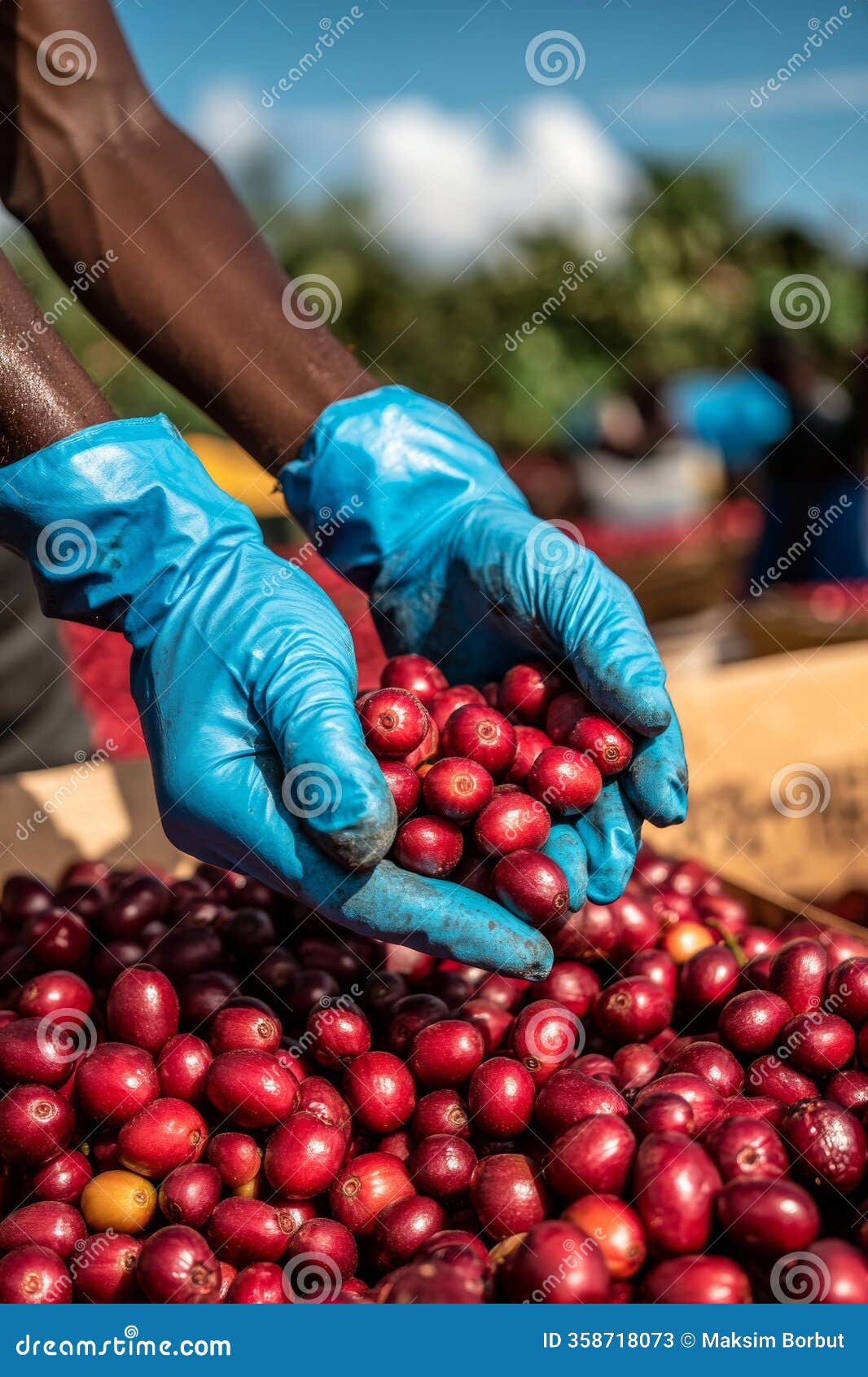 Using a Hand Sorter To Sort Good Coffee Beans from Broken Coffee Beans ...