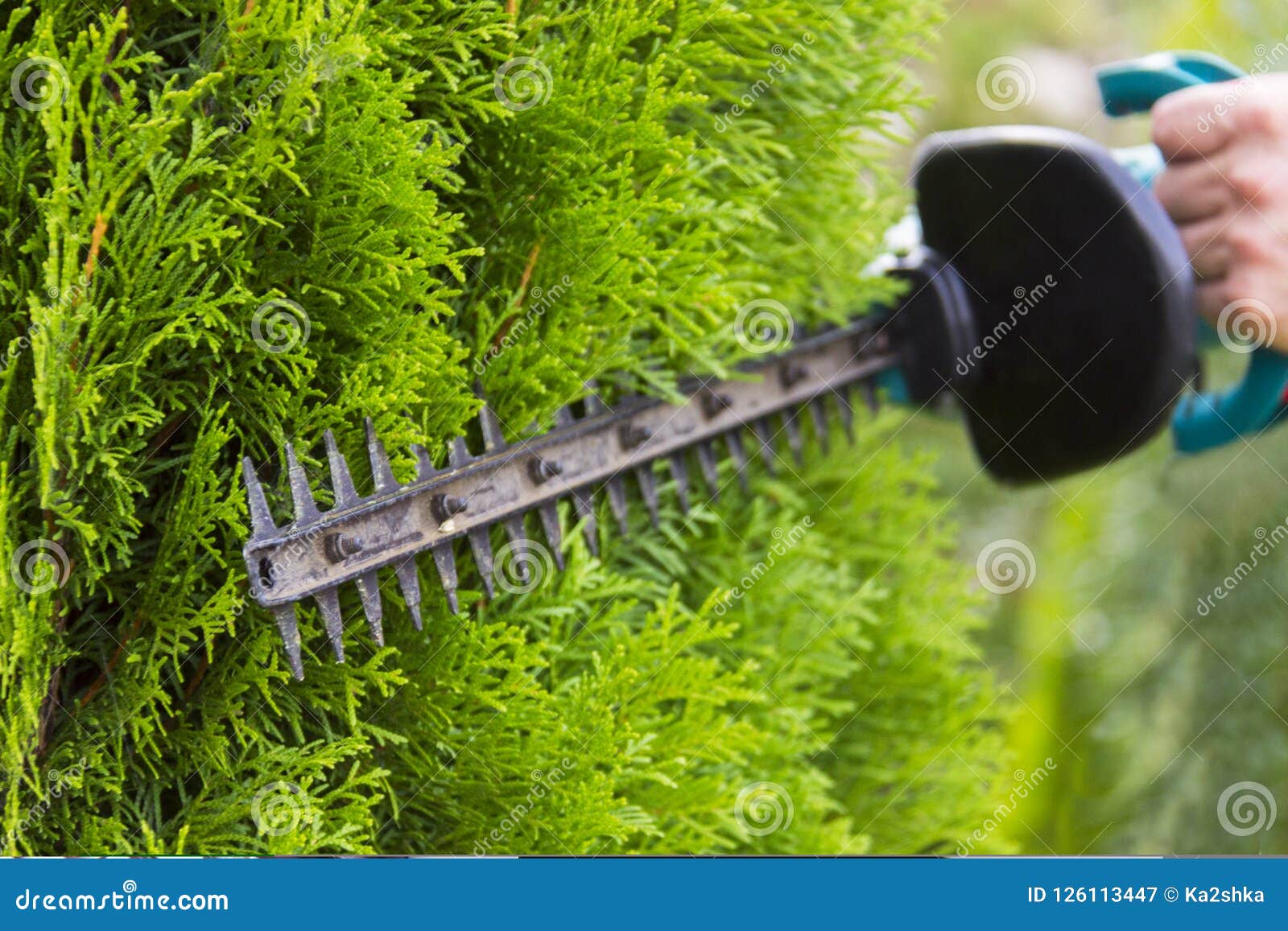 2,533 Trim Bushes Stock Photos - Free & Royalty-Free Stock Photos from ...