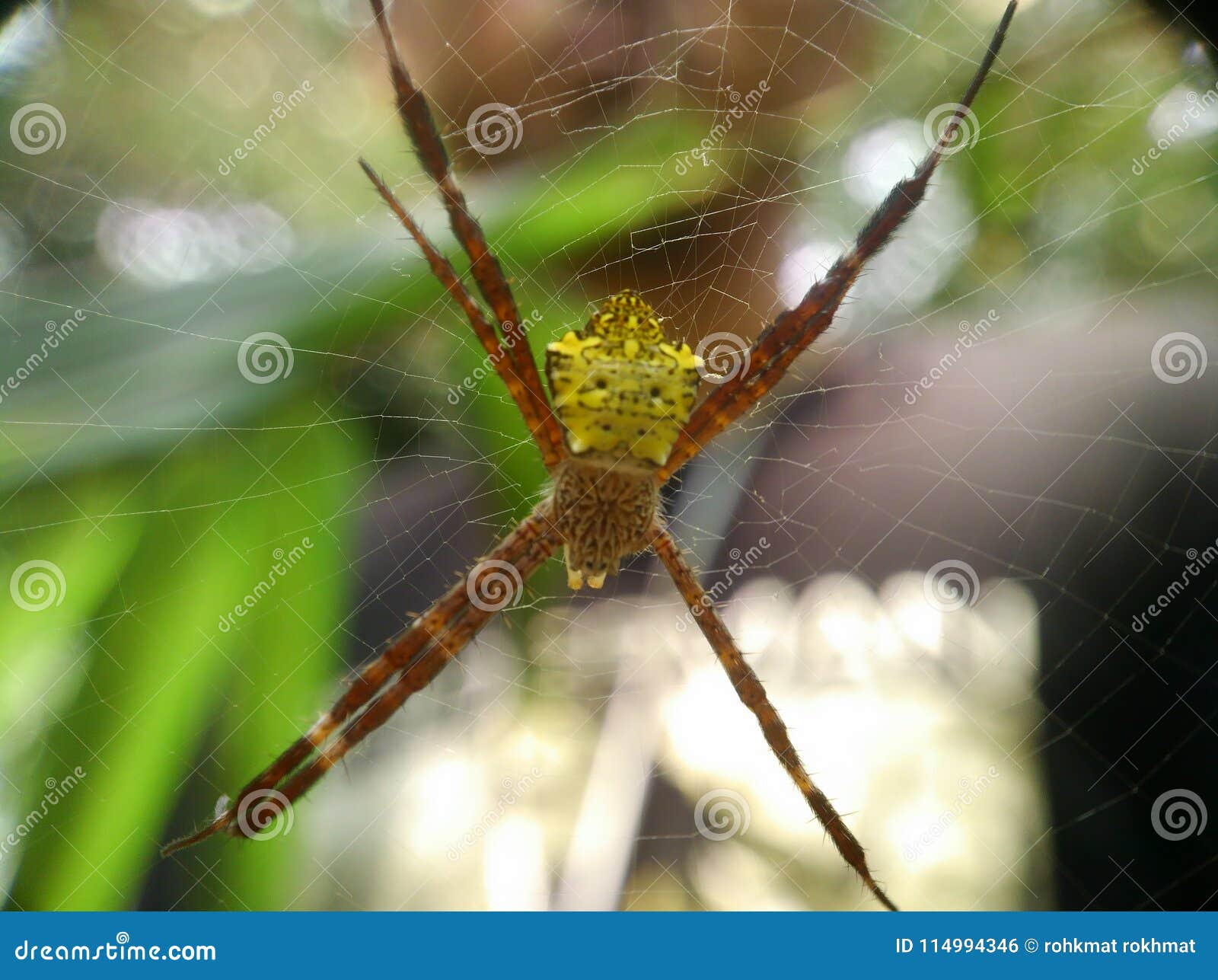 BEAUTIFUL COLOR COMBINATIONS of SPIDER Stock Photo - Image of ...