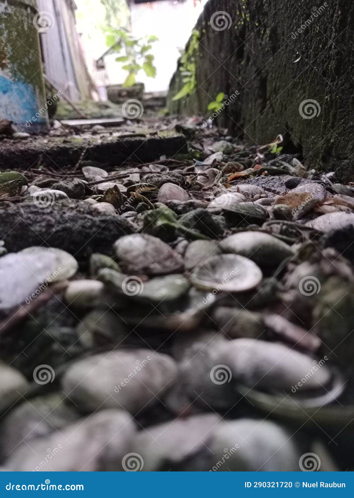 Using Shells To Fill in Areas that Have Cracks? Stock Photo - Image of ... Using Shells To Fill in Areas that Have Cracks? Stock Photo - Image of ...