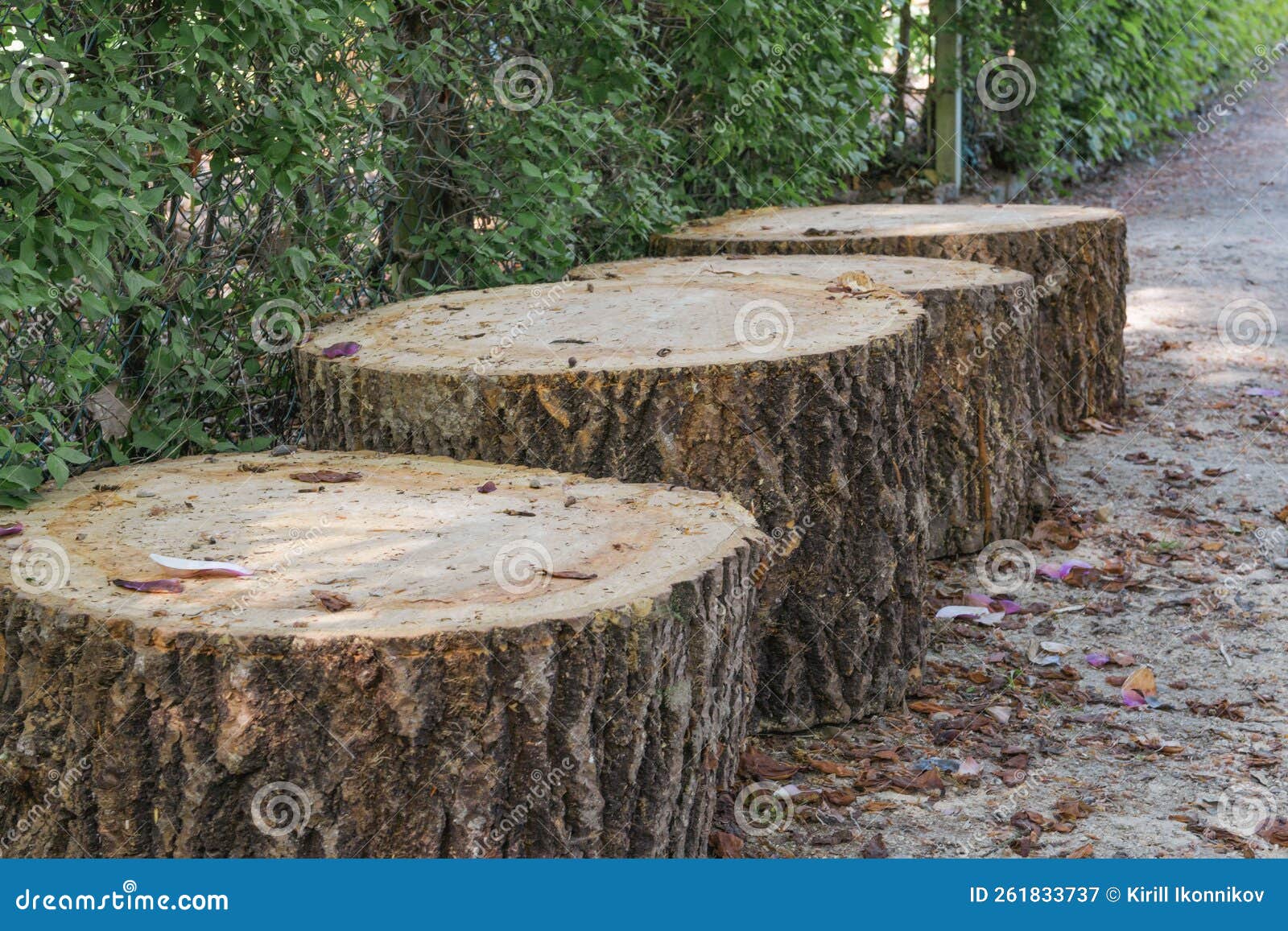 Using the Stumps of Large Tree Trunks As Park Benches Stock Image ...