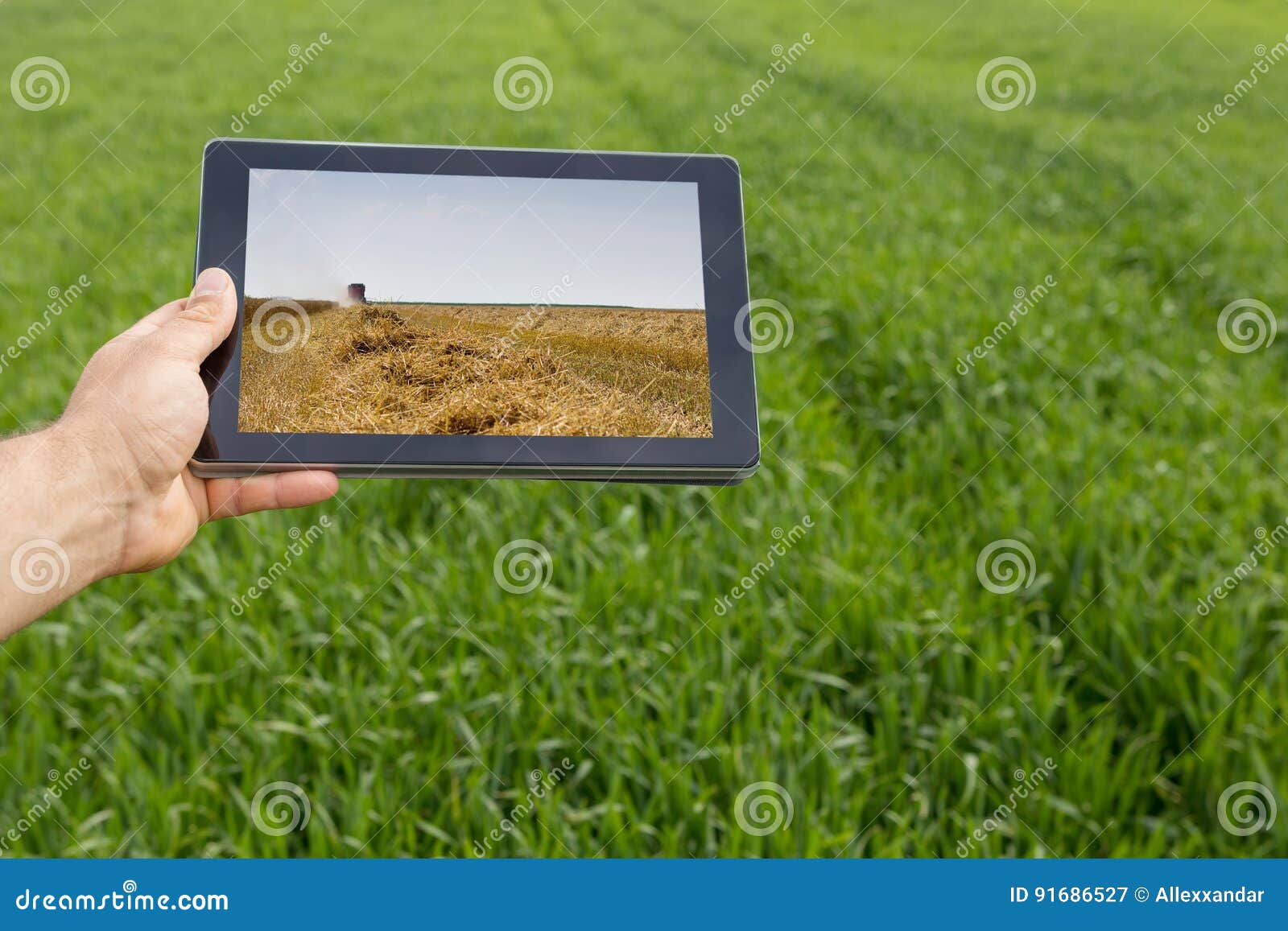Using Tablet on Wheat Field. Modern Agriculture Stock Image - Image of ...