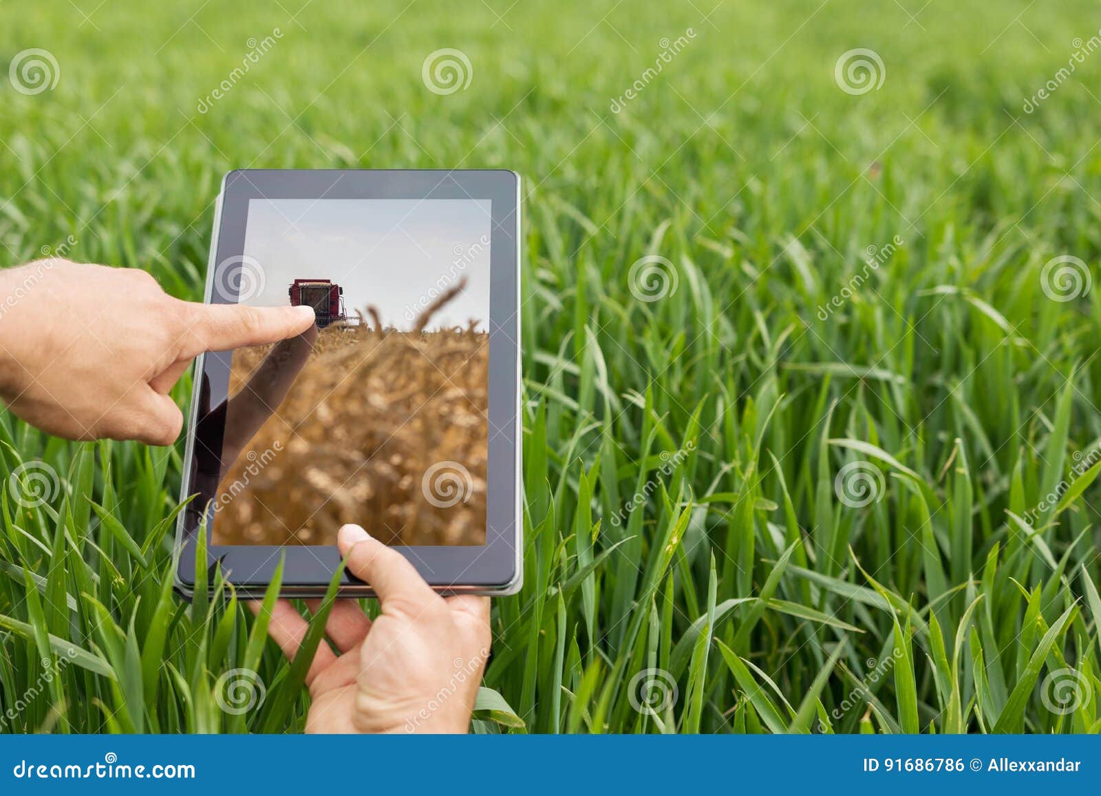 Using Tablet on Wheat Field. Modern Agriculture Stock Photo - Image of ...