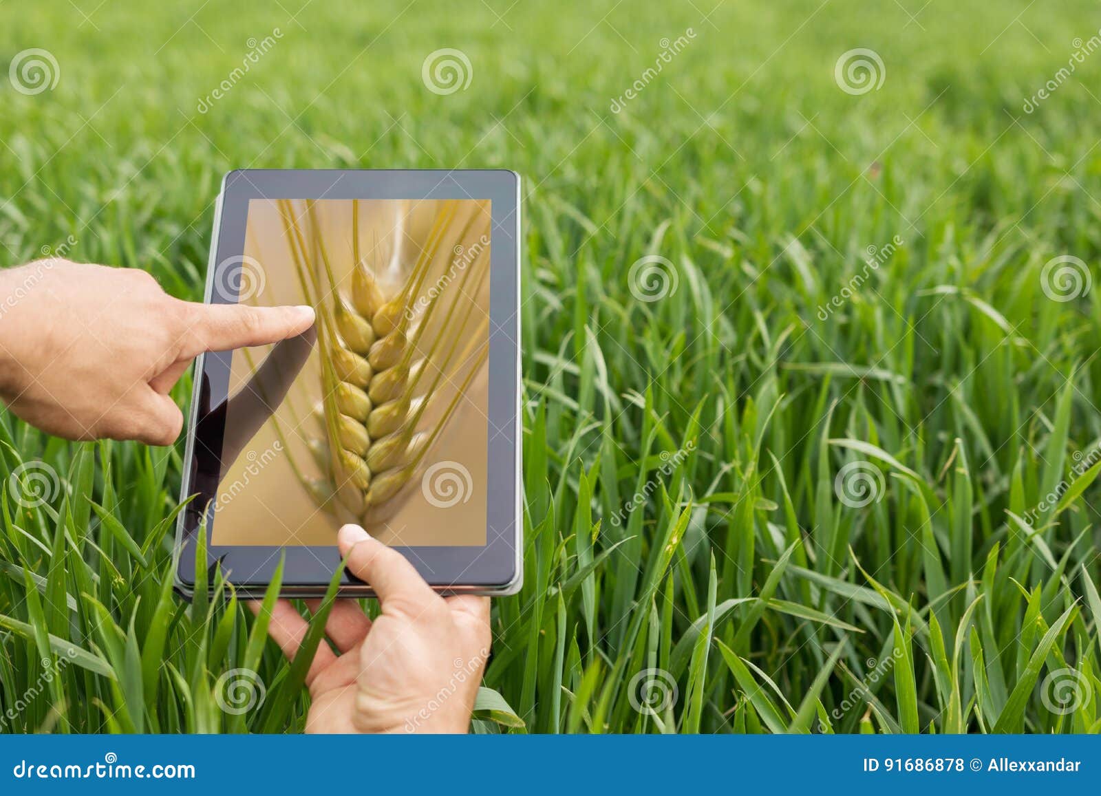 Using Tablet on Wheat Field. Modern Agriculture Stock Photo - Image of ...