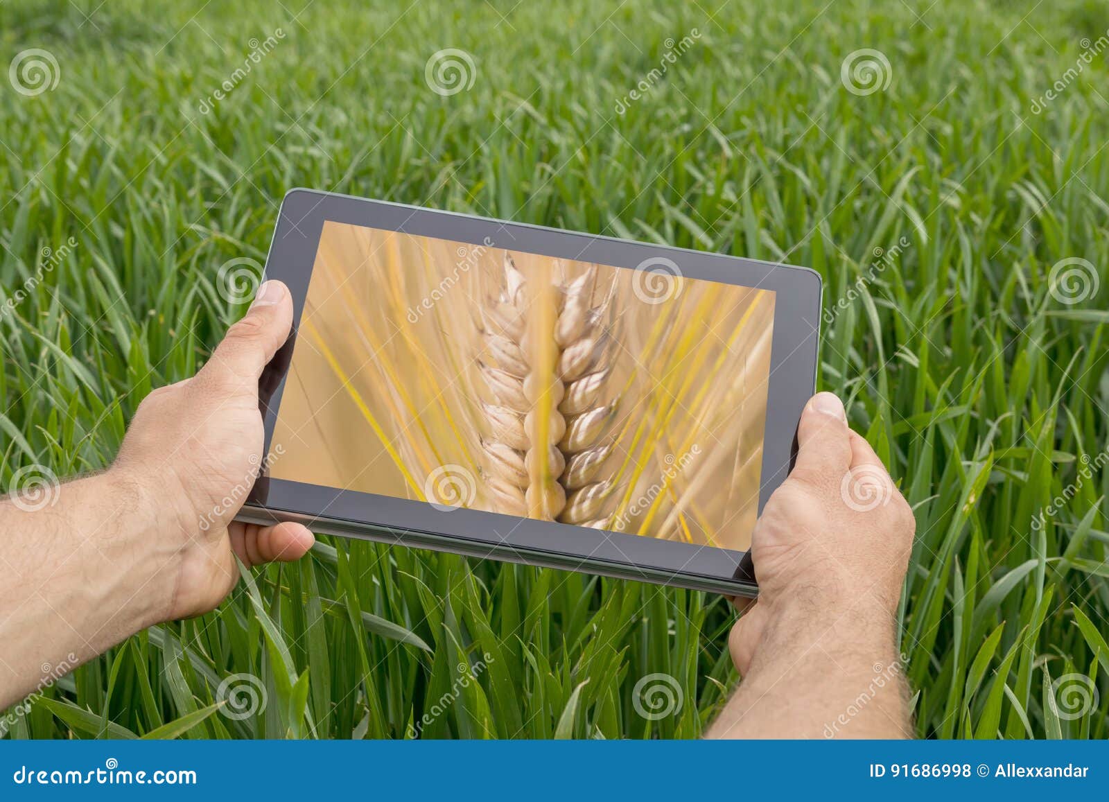 Using Tablet on Wheat Field. Modern Agriculture Stock Photo - Image of ...
