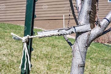 Using a Tree Anchor and Rope To Stake a Tree in Order To Correct a Lean ...