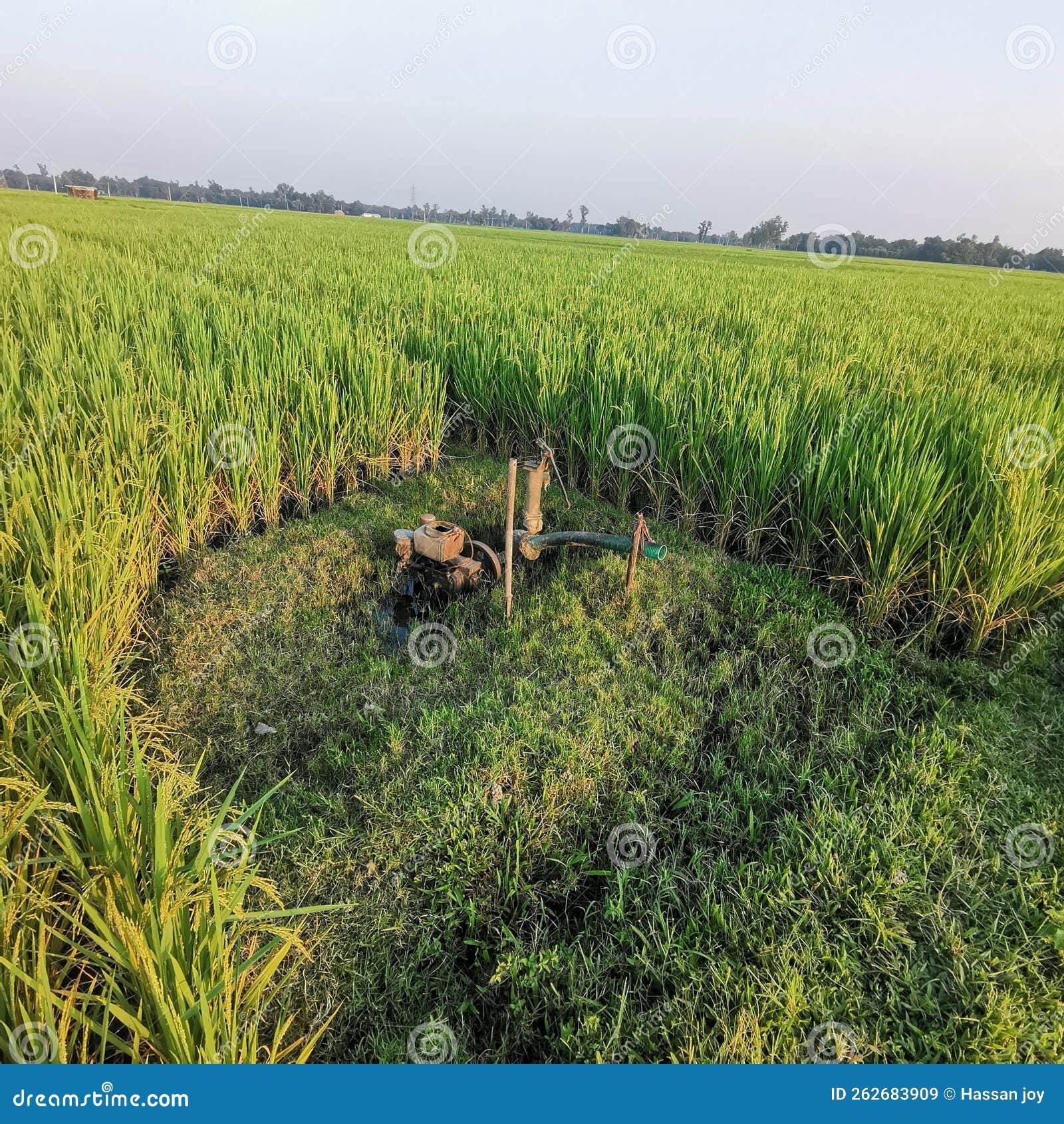 Using Water for Irrigation in Paddy Fields Stock Image - Image of ...