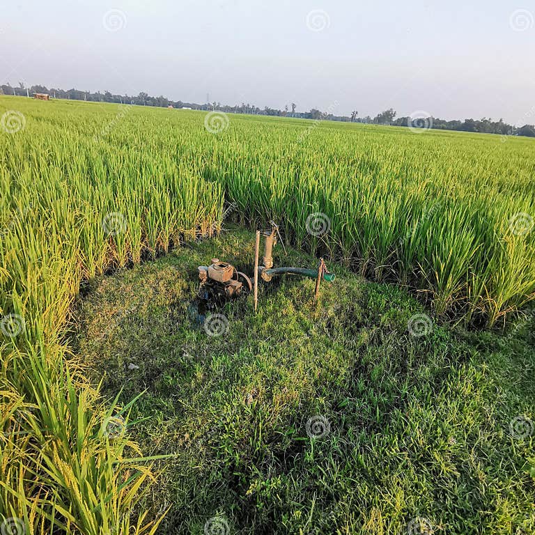 Using Water for Irrigation in Paddy Fields Stock Image - Image of ...