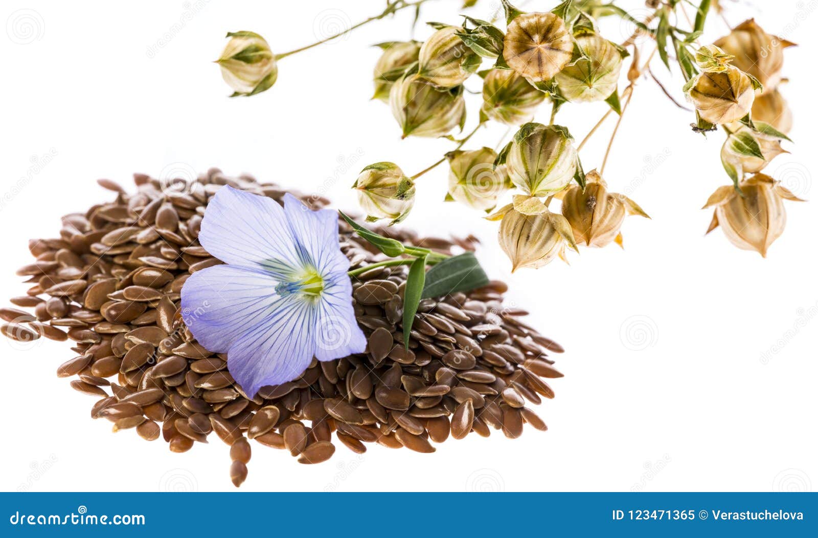 Usitatissimum De Linum Da Planta Do Linho Imagem de Stock - Imagem de ...