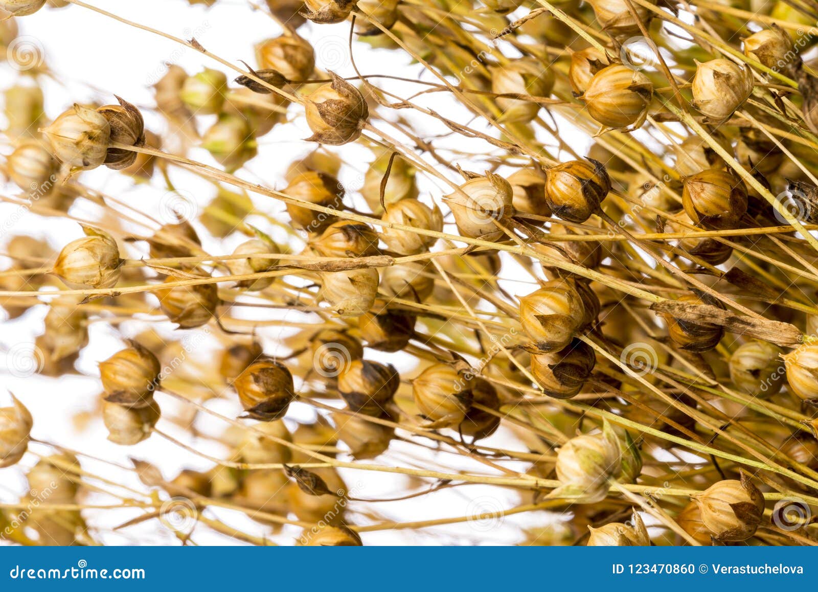 Usitatissimum Seco De Linum Da Planta Do Linho Foto de Stock - Imagem ...