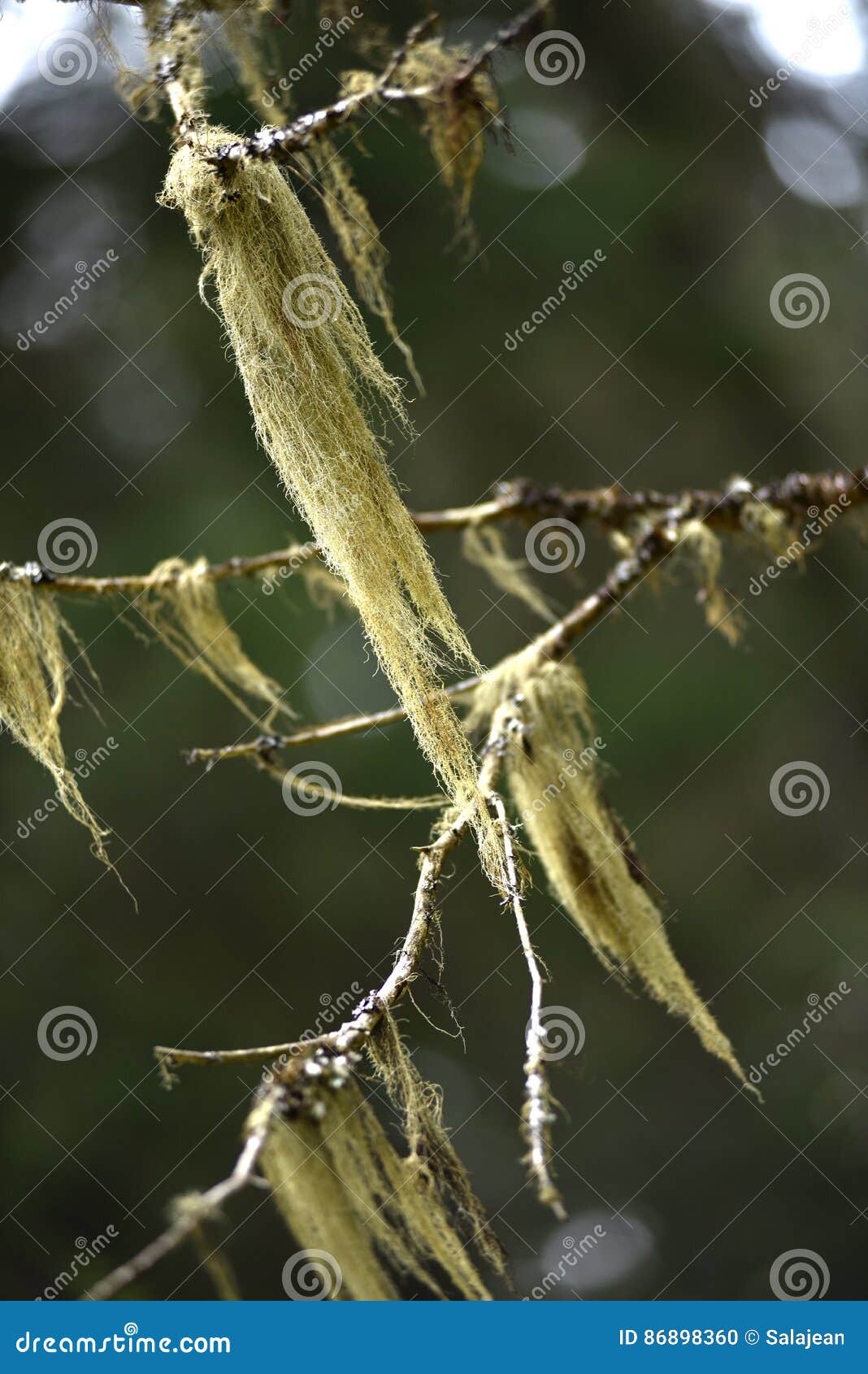 Usnea Barbata, Old Man`s Beard Fungus on a Pine Tree Stock Photo ...