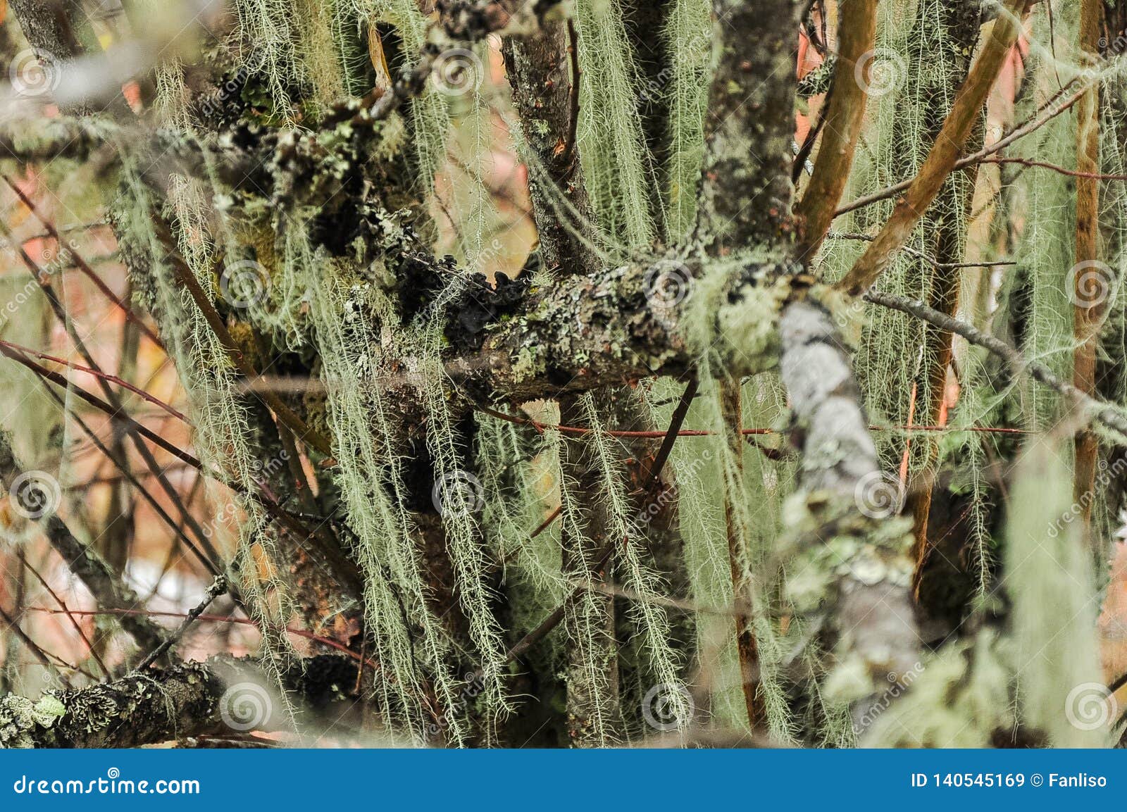 Closeup of Usnea Diffracta Vain Stock Image - Image of green, tree ...