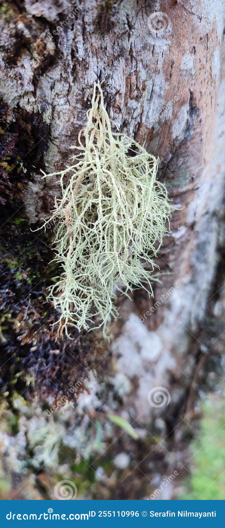 Usnea Filipendula Lichen, Fishbone Beard Royalty-Free Stock Photography ...