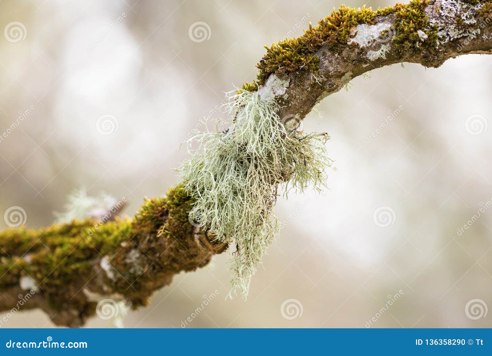 Usnea Lichen Growing on a Tree Branch Stock Photo - Image of plant ...