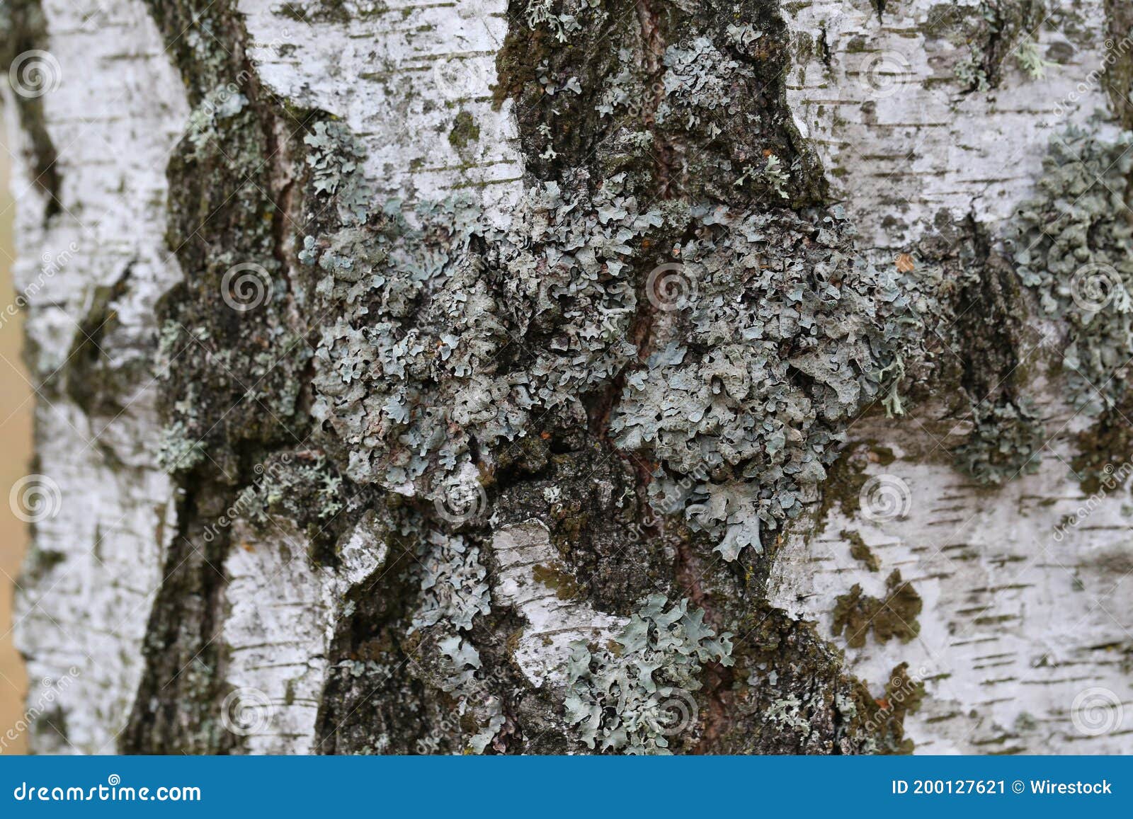 Usnea Lichen Growing on a Tree Branch Stock Image - Image of macro ...