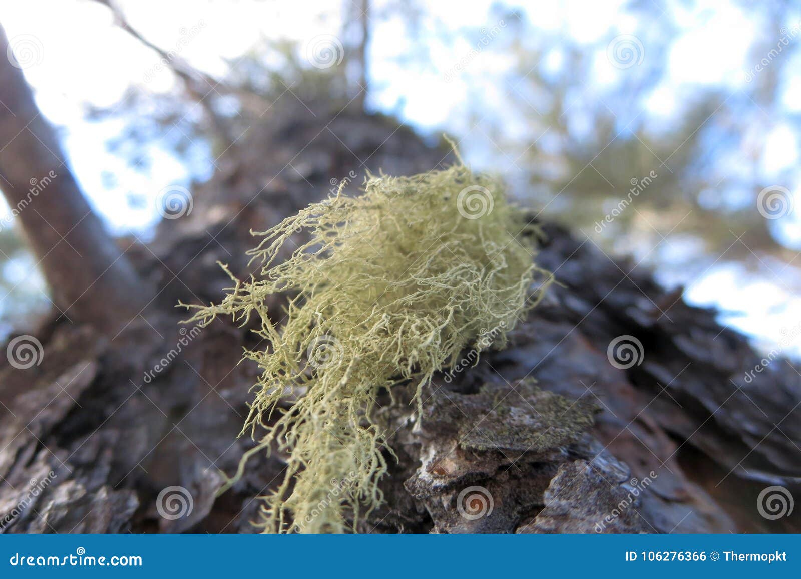Usnea Lichen on a Tree stock photo. Image of mans, usnea - 106276366