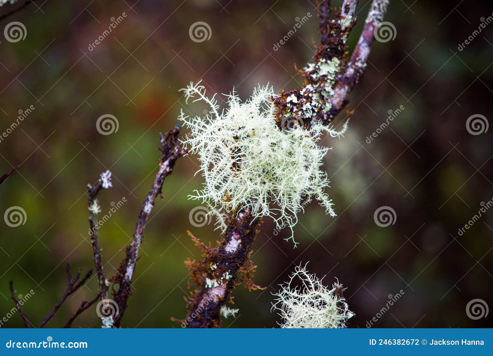 Usnea lichen stock photo. Image of winter, branch, tree - 246382672