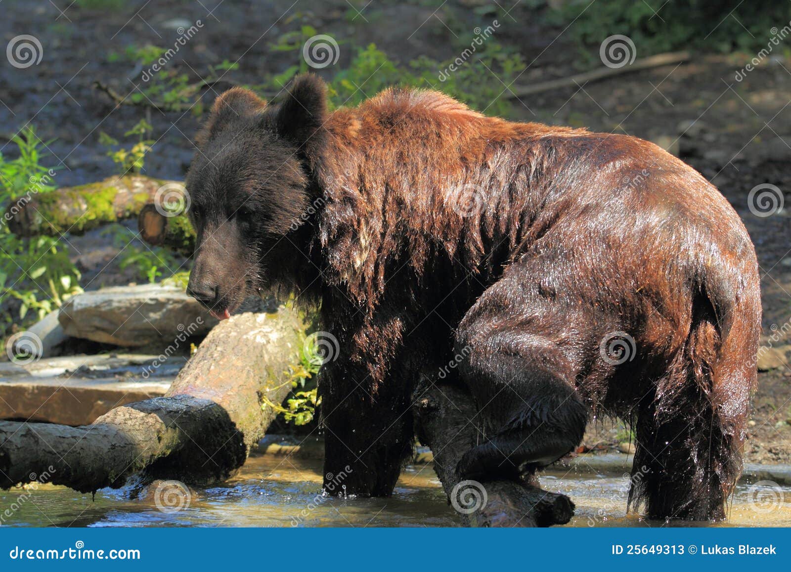 Ussuri brown bear stock image. Image of bear, brown, water - 25649313
