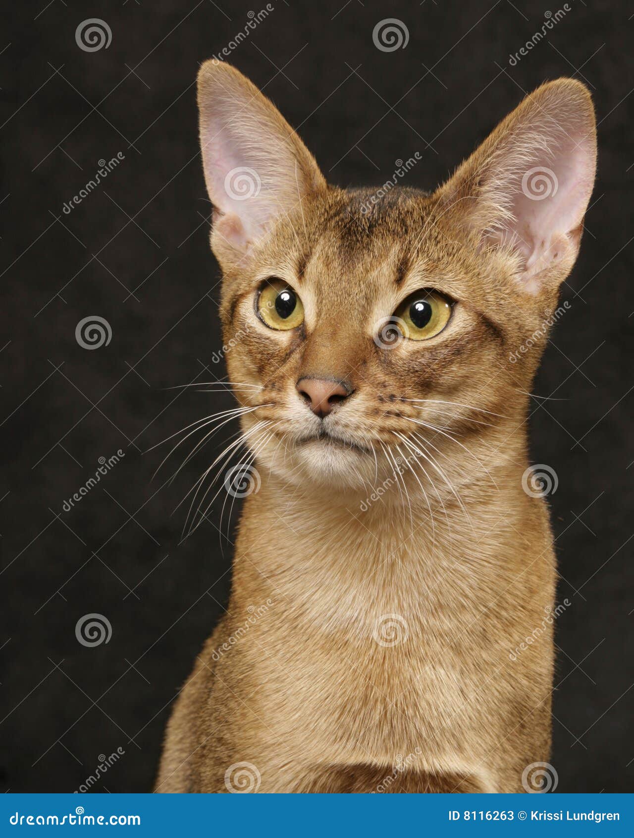 Abyssinian Cats Play At The Window In The House Stock Photography ...