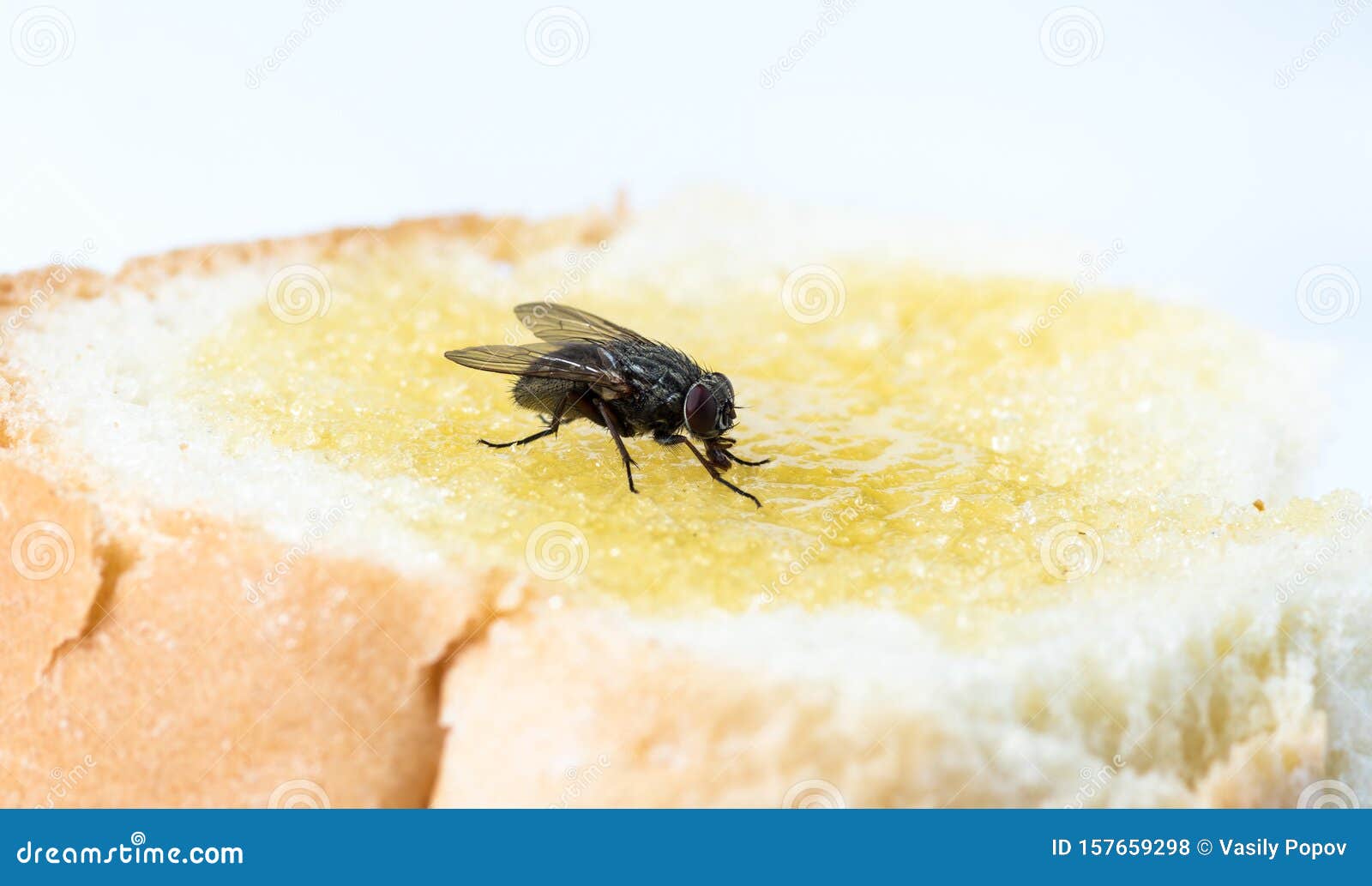 The Usual Black Insect Fly Sits and Eats Food: Watermelon, Bread, Honey ...